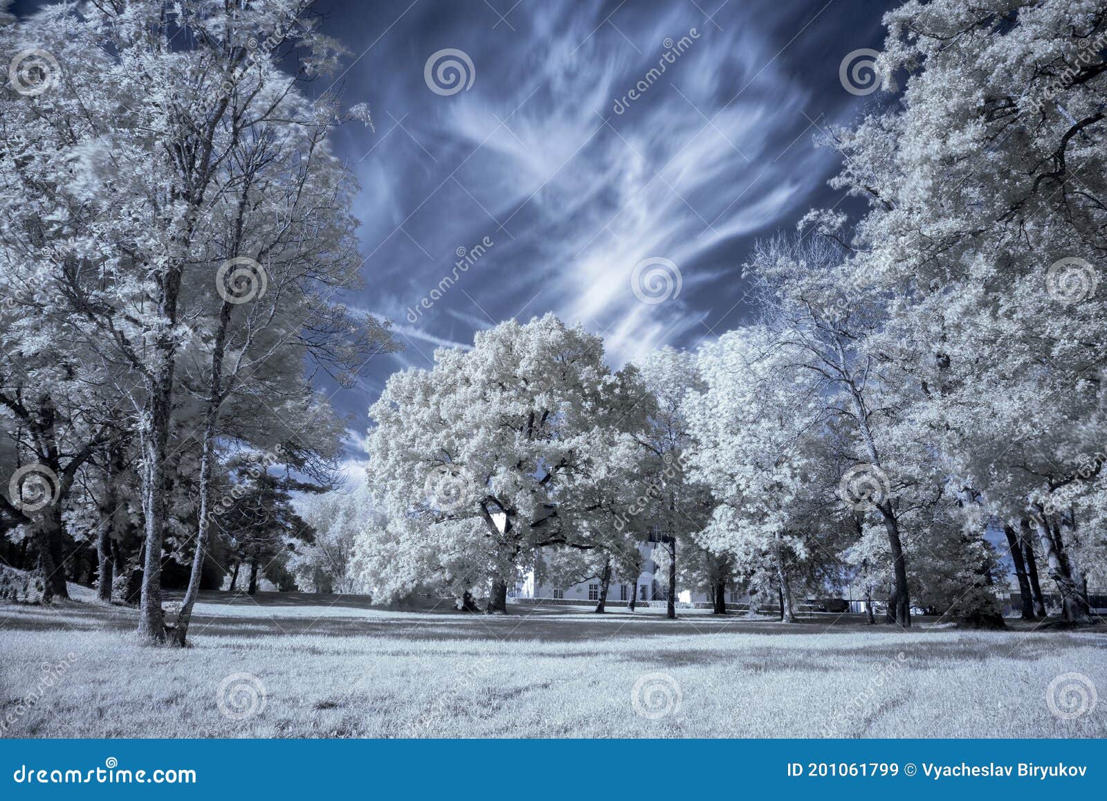 Infrared Photo of Summer Trees Stock Image - Image of clouds, scenery ...
