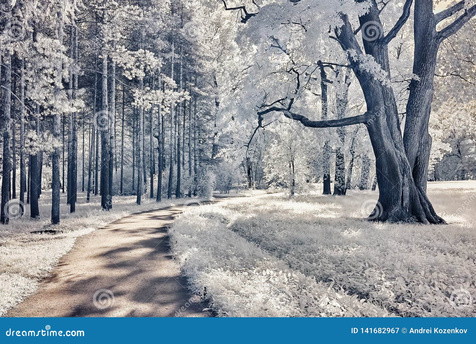 Forest in the Infrared Range Stock Image - Image of white, light: 141682967