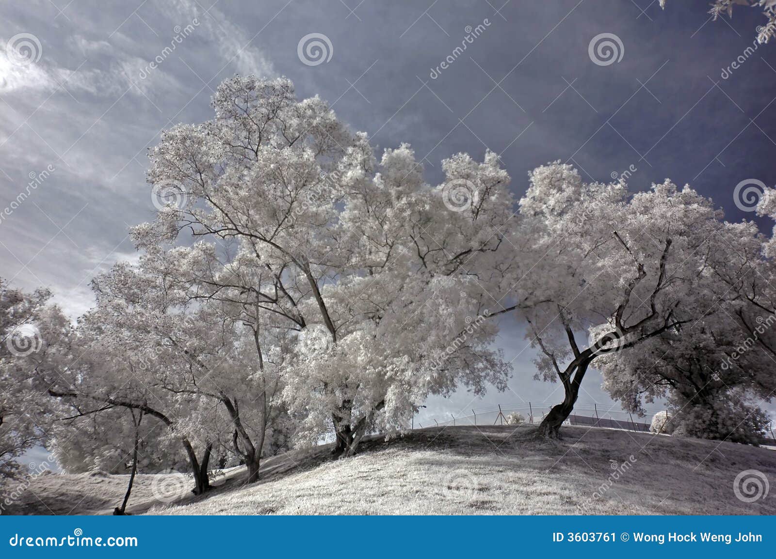 Infrared Photo- Tree, Skies Stock Image - Image of gardens, nature: 3603761