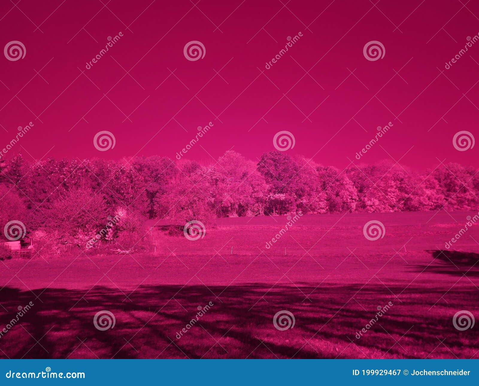 Infrared Photo of Trees in Autumn Stock Image - Image of nature ...