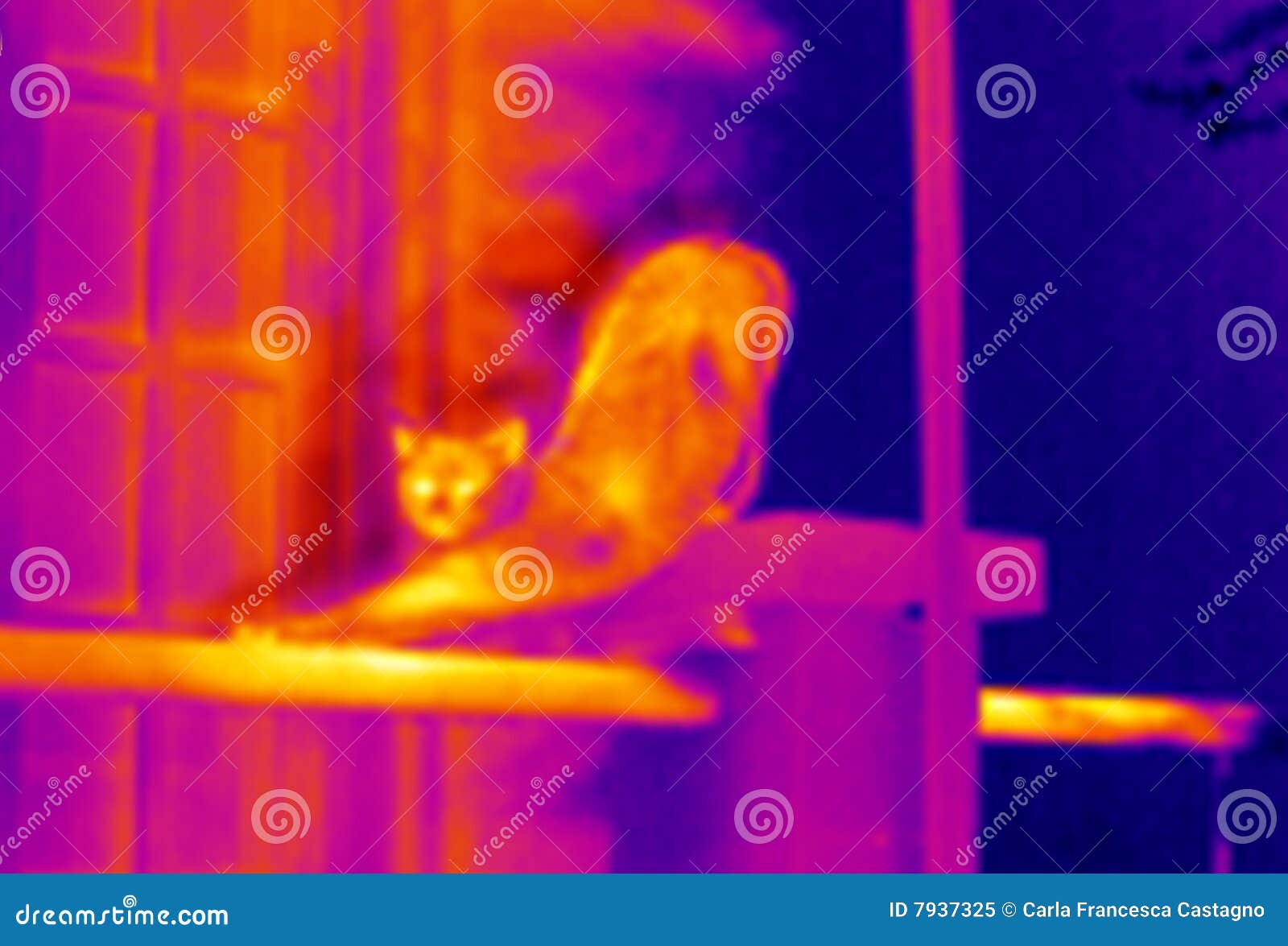 Infrared Thermographic Image Stock Image - Image of real, animal: 7937325