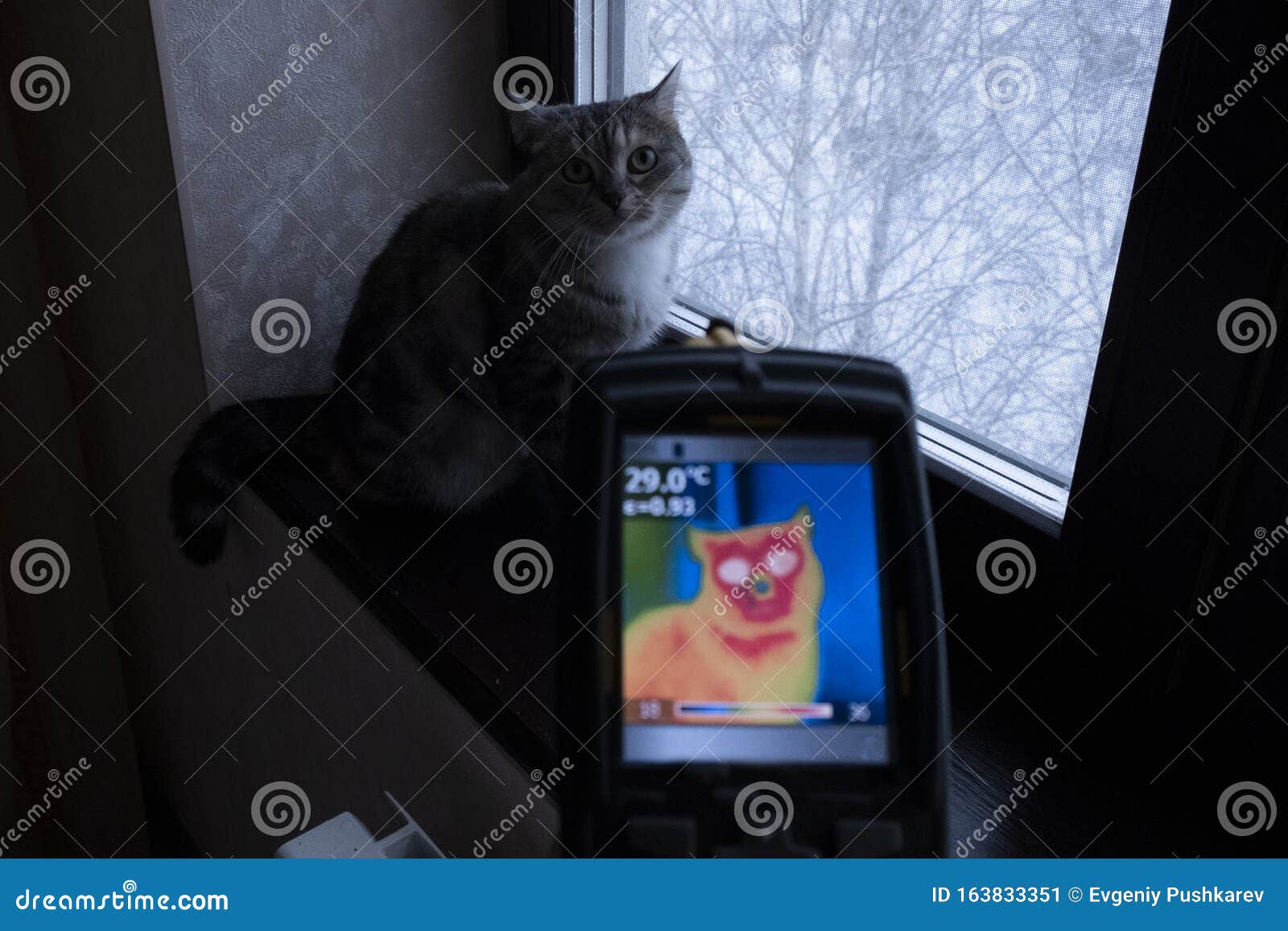 Infrared Thermovision Image of the Cat Sitting on the Windowsill. Stock ...