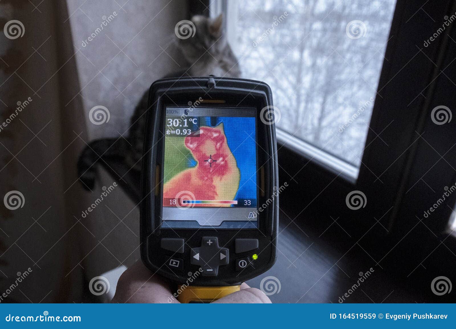 Infrared Thermovision Image of the Cat Sitting on the Windowsill Stock ...
