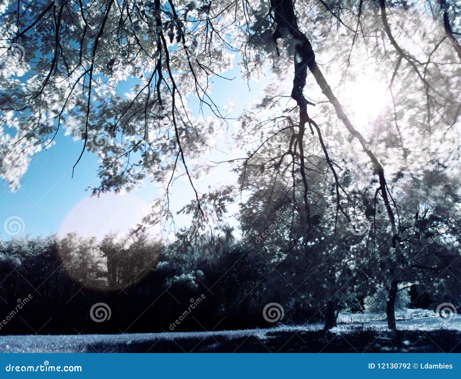 Infrared tree stock photo. Image of foliage, sunbeam - 12130792