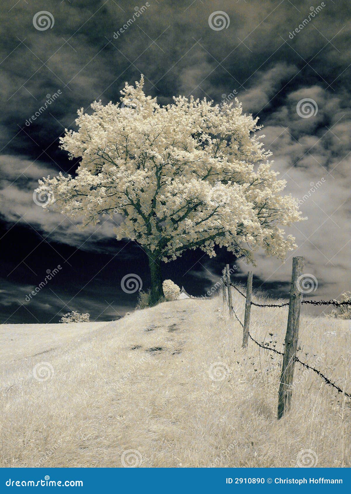 Infrared tree stock photo. Image of clouds, grass, europe - 2910890