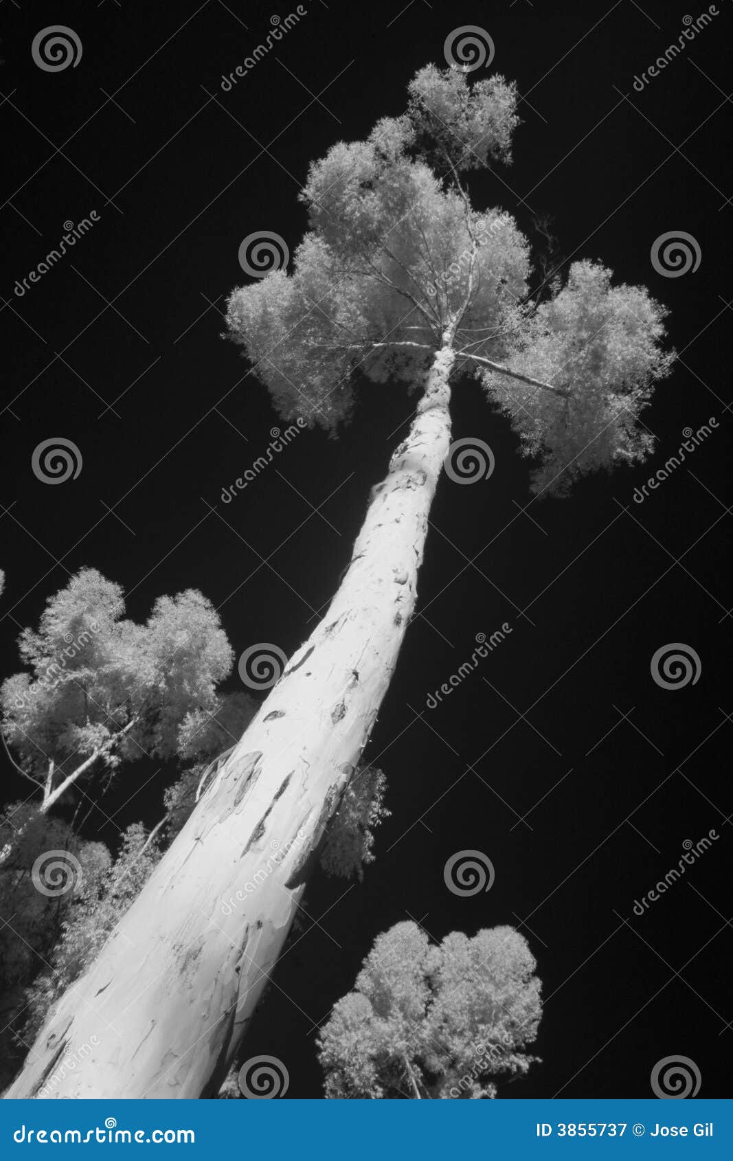 Infrared Tree stock image. Image of tall, wideangle, nature - 3855737