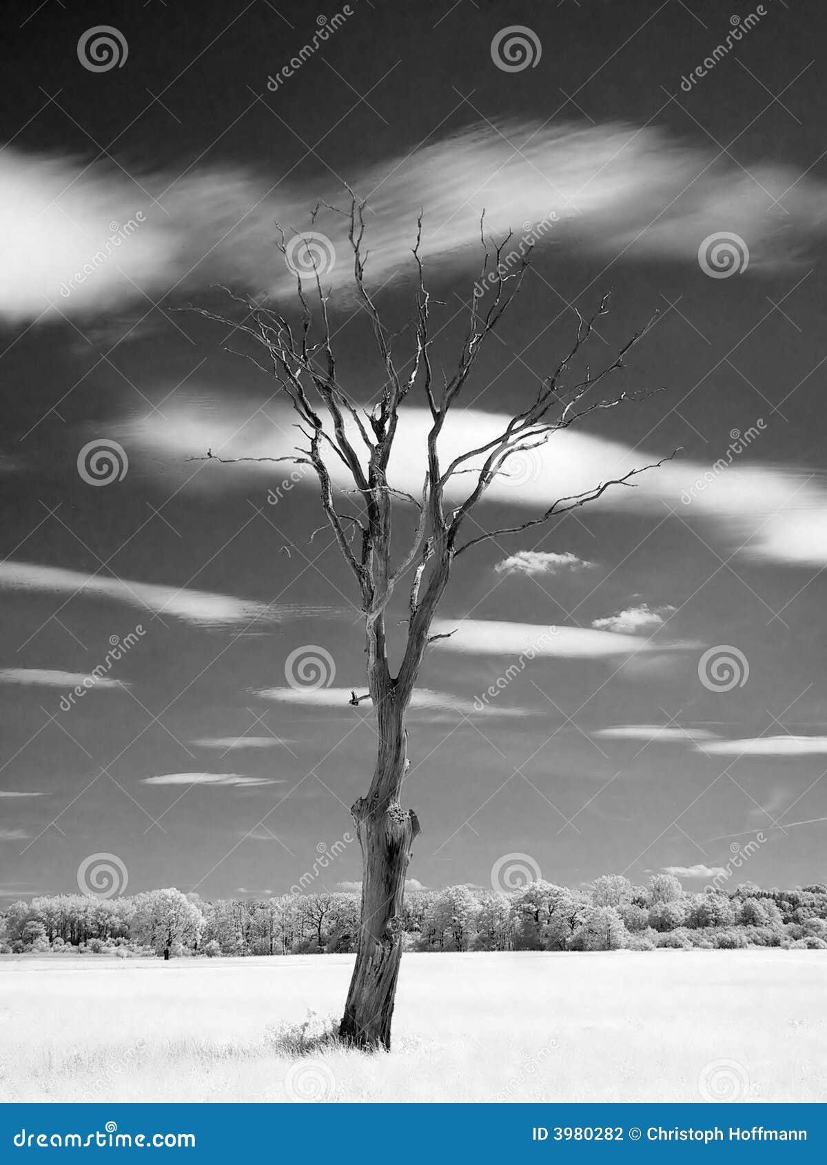 Infrared tree stock photo. Image of branch, grass, germany - 3980282