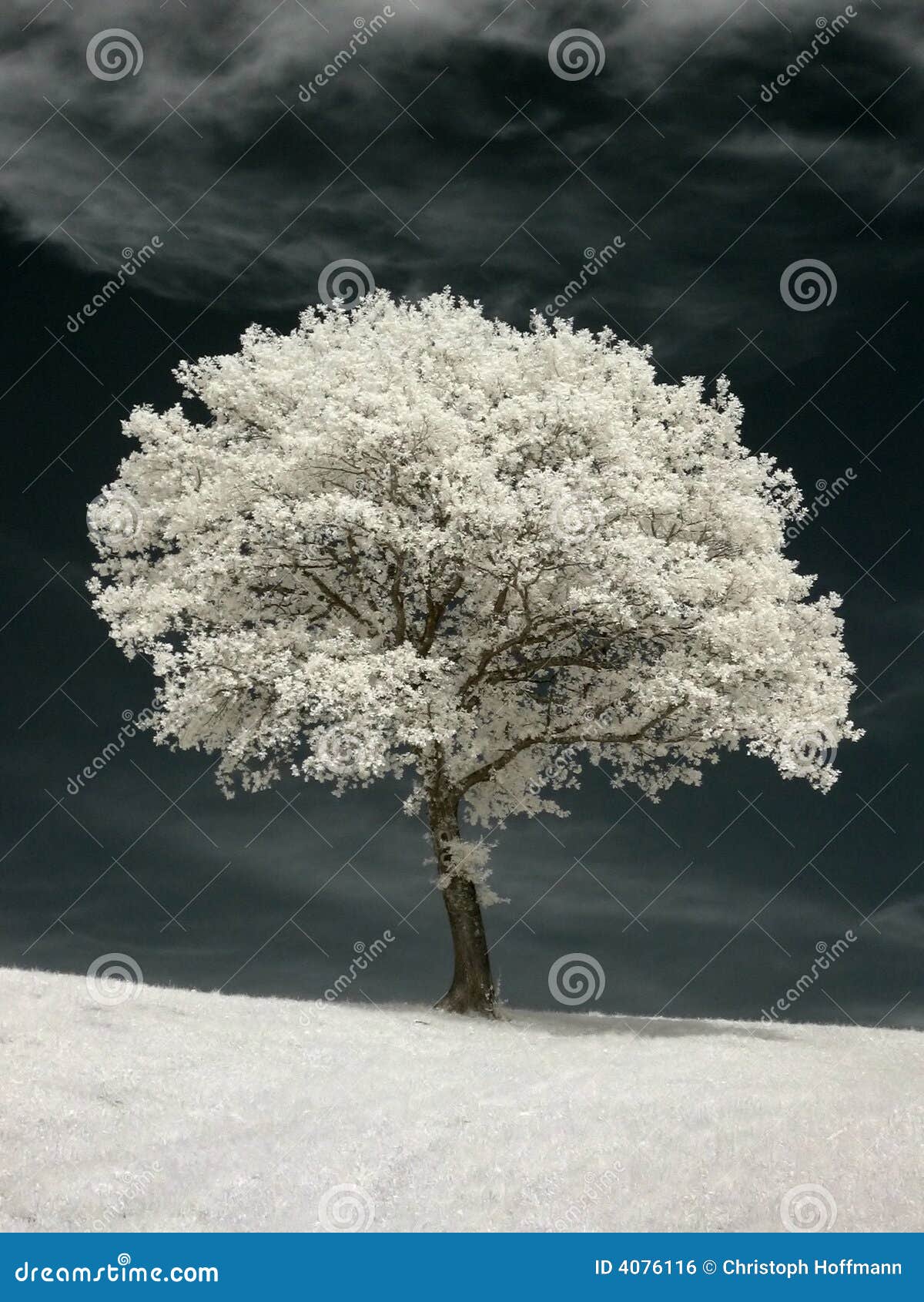 Infrared tree stock photo. Image of grass, landscape, cloud - 4076116