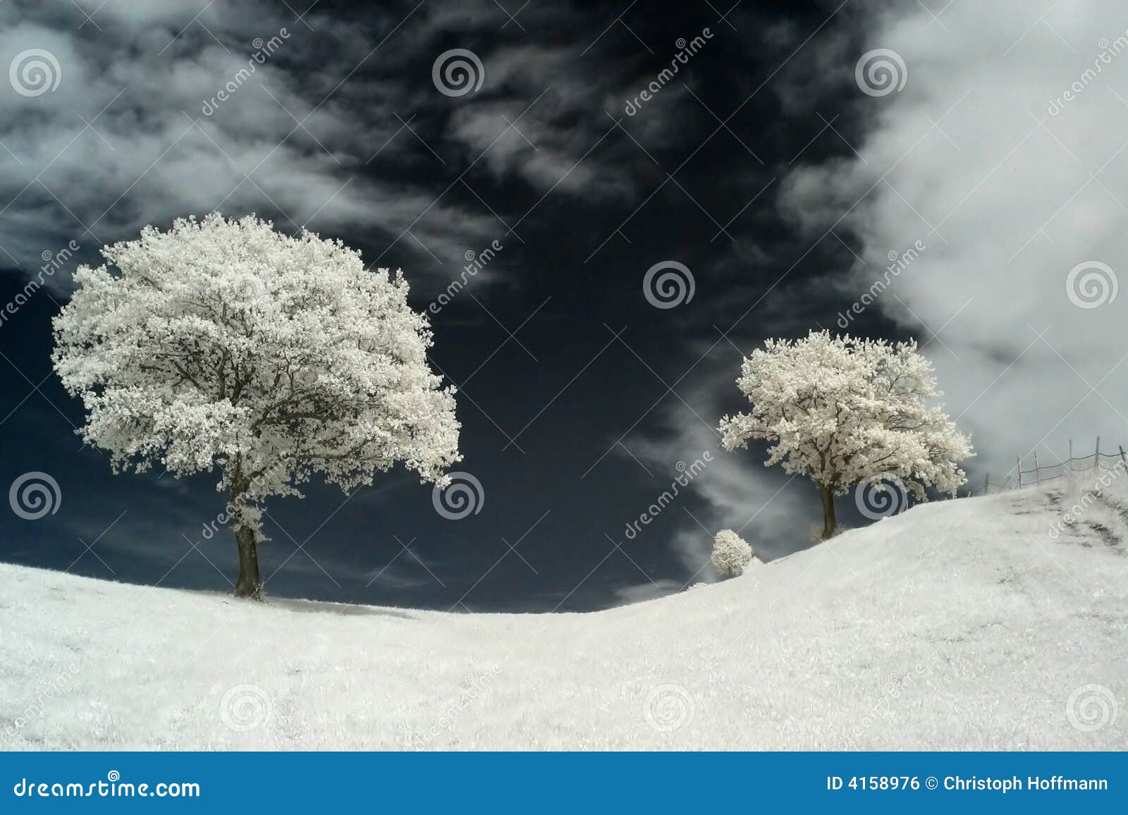 Infrared tree stock photo. Image of landscape, tree, clouds - 4158976