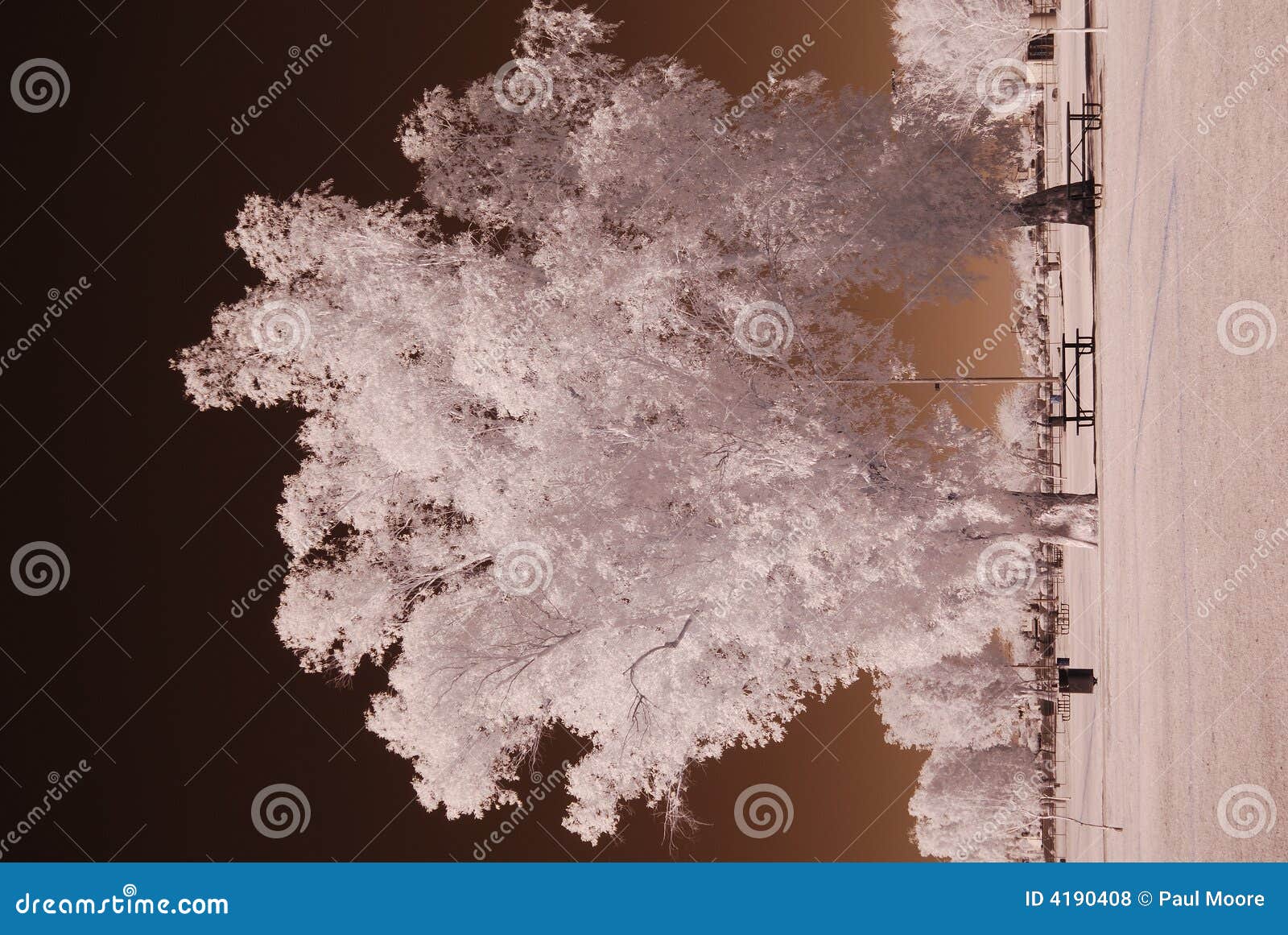 Infrared Tree stock photo. Image of infrared, eerie, nature - 4190408