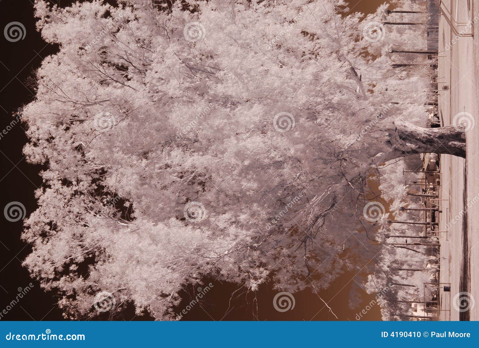 Infrared Tree stock photo. Image of surreal, winter, light - 4190410