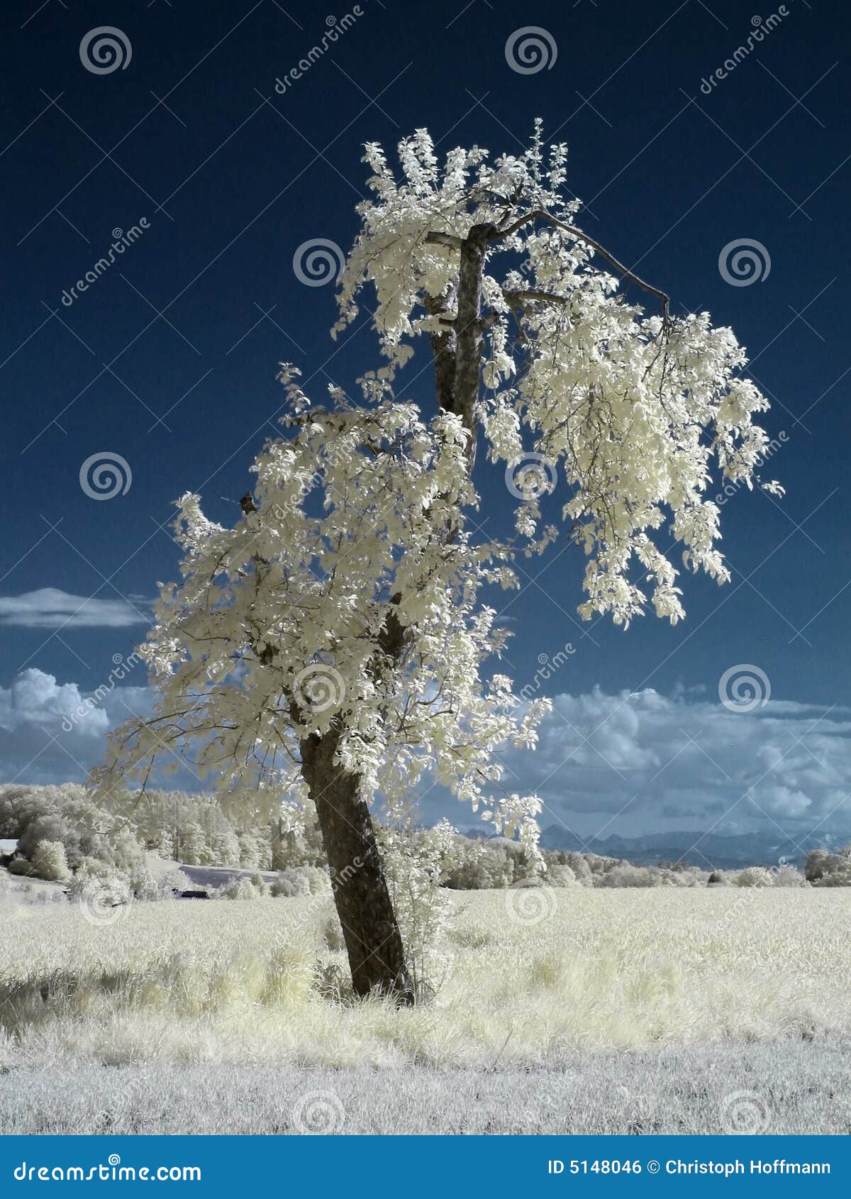 Infrared tree stock photo. Image of blue, wood, trees - 5148046
