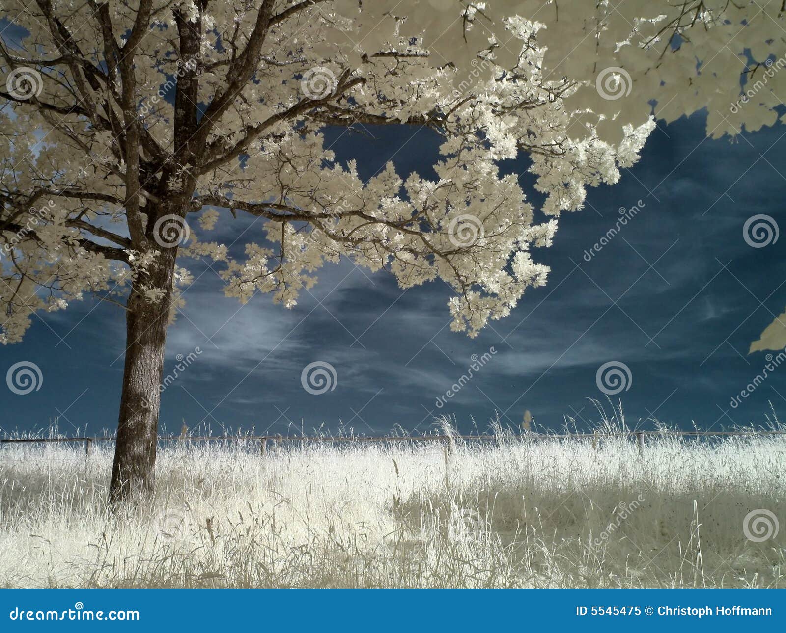 Infrared tree stock image. Image of wood, tree, nature - 5545475