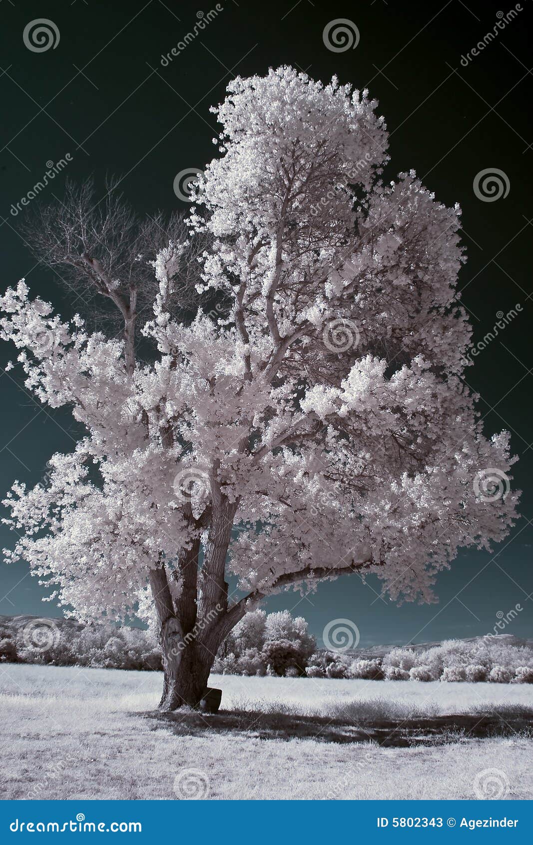 Infrared Tree On A Hill Royalty-Free Stock Photo | CartoonDealer.com ...