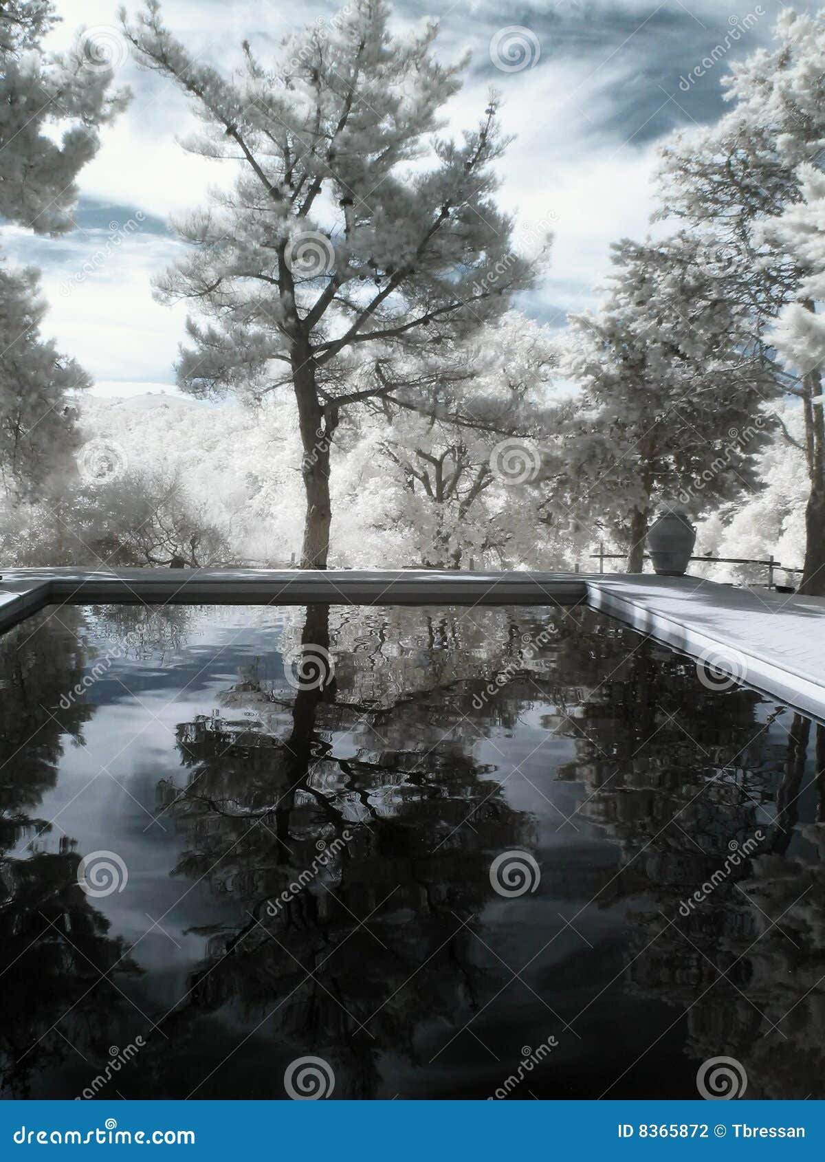 Infrared Tree Picture. Image: 8365872