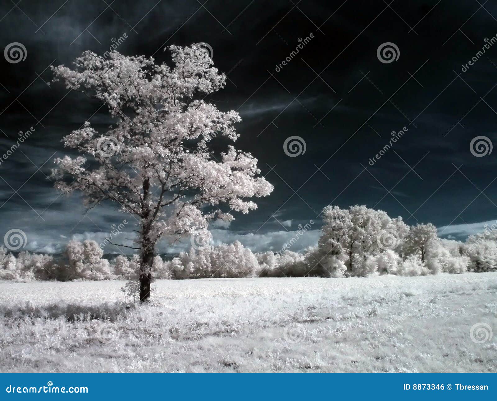 Infrared tree stock photo. Image of clouds, summer, plants - 8873346