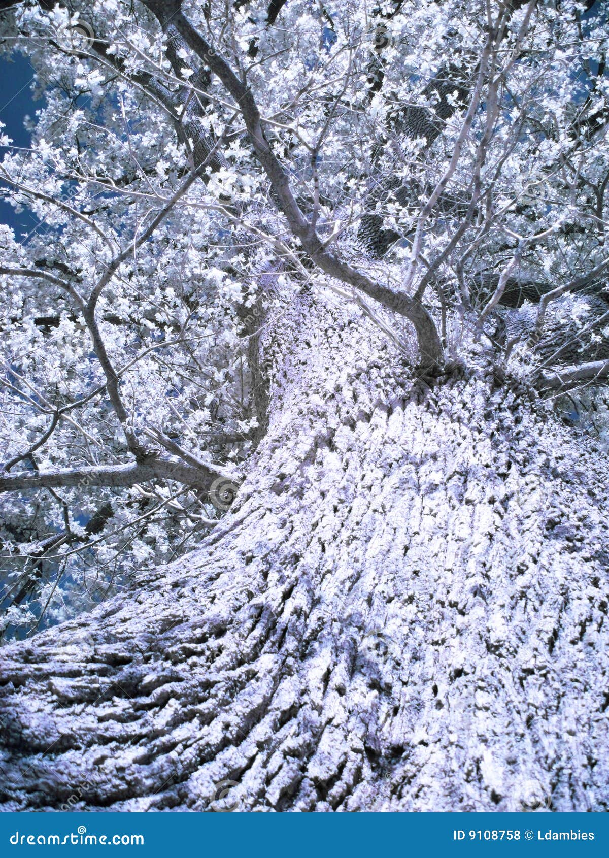 Infrared tree stock photo. Image of infrared, landscape - 9108758