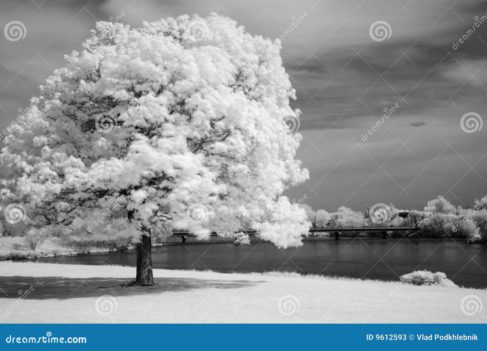 Infrared Tree stock image. Image of surreal, calm, nature - 9612593