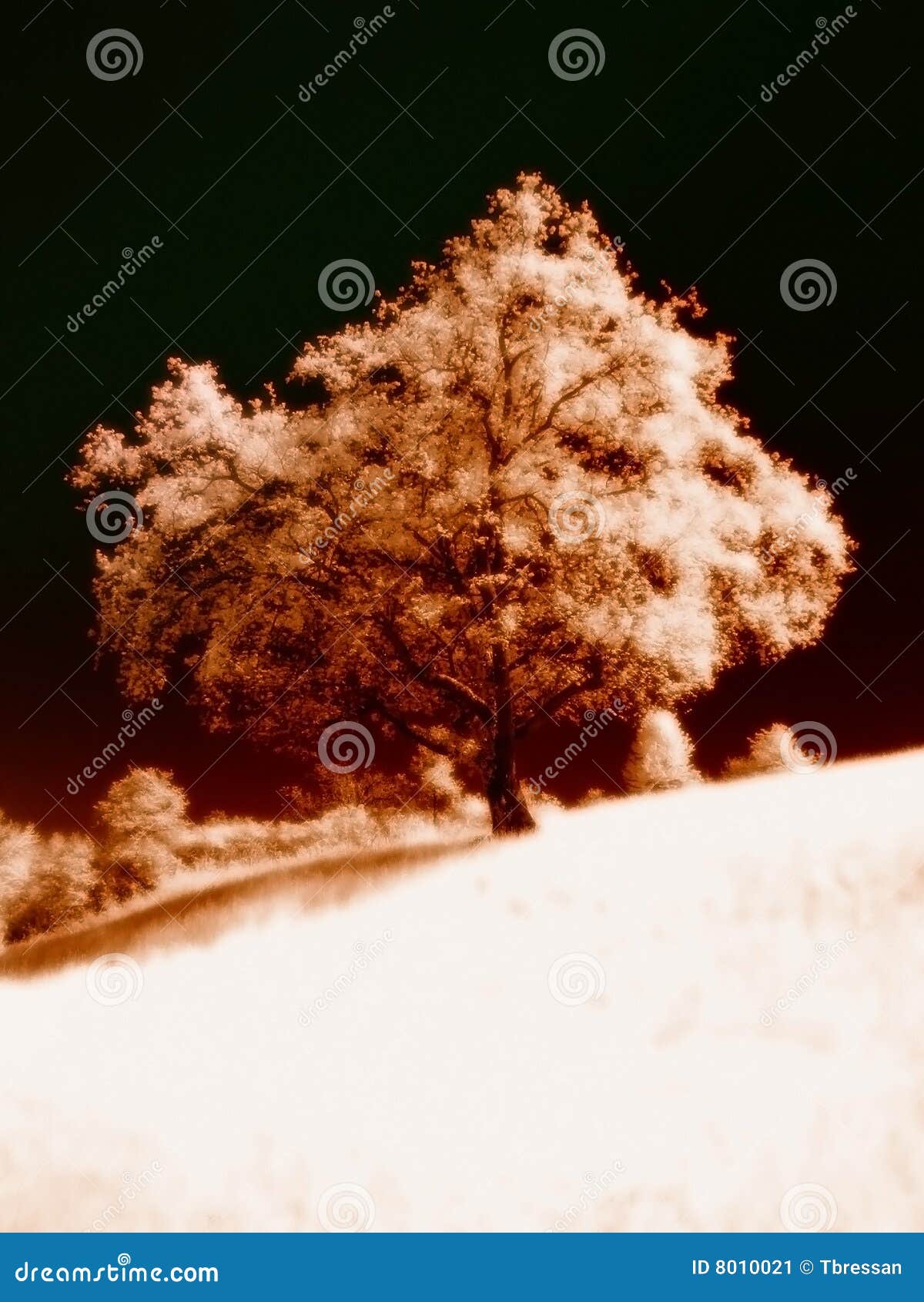 Infrared tree on a hill stock image. Image of plants, infrared - 8010021