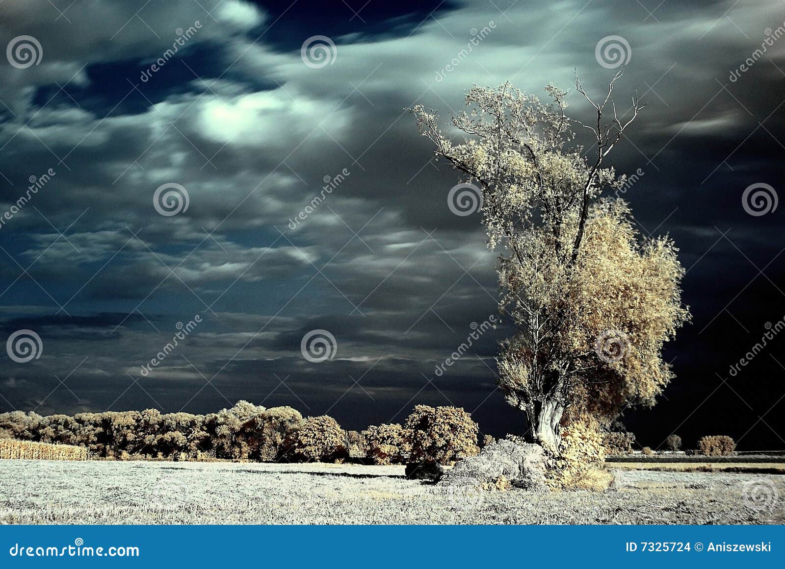 Infrared tree landscape stock photo. Image of crop, autumn - 7325724