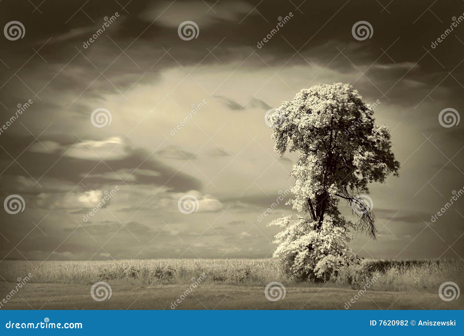 Infrared tree landscape stock photo. Image of farm, forest - 7620982