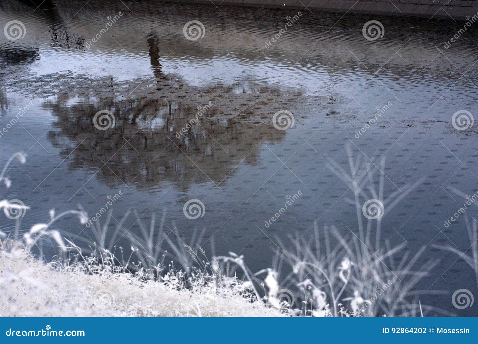 Infrared tree shadow stock photo. Image of love, region - 92864202
