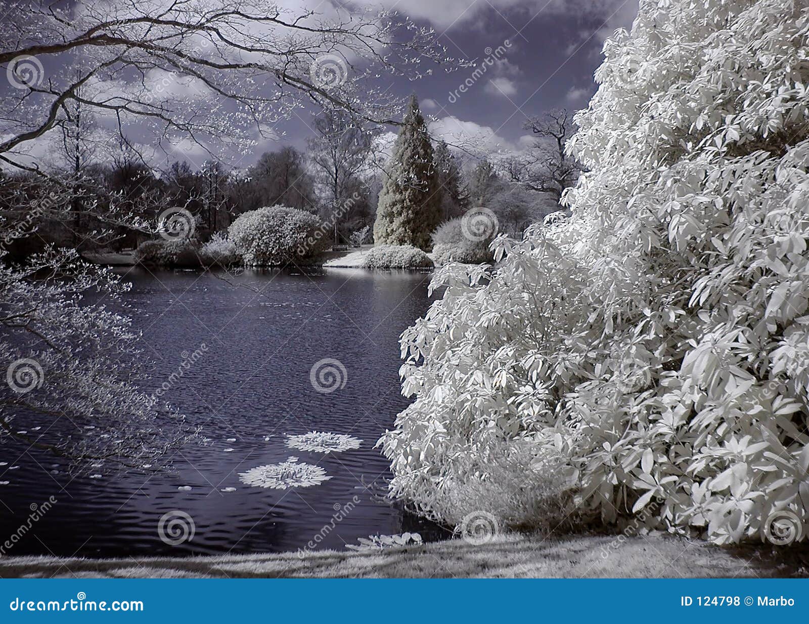 Infrared trees stock photo. Image of trees, lake, duotone - 124798