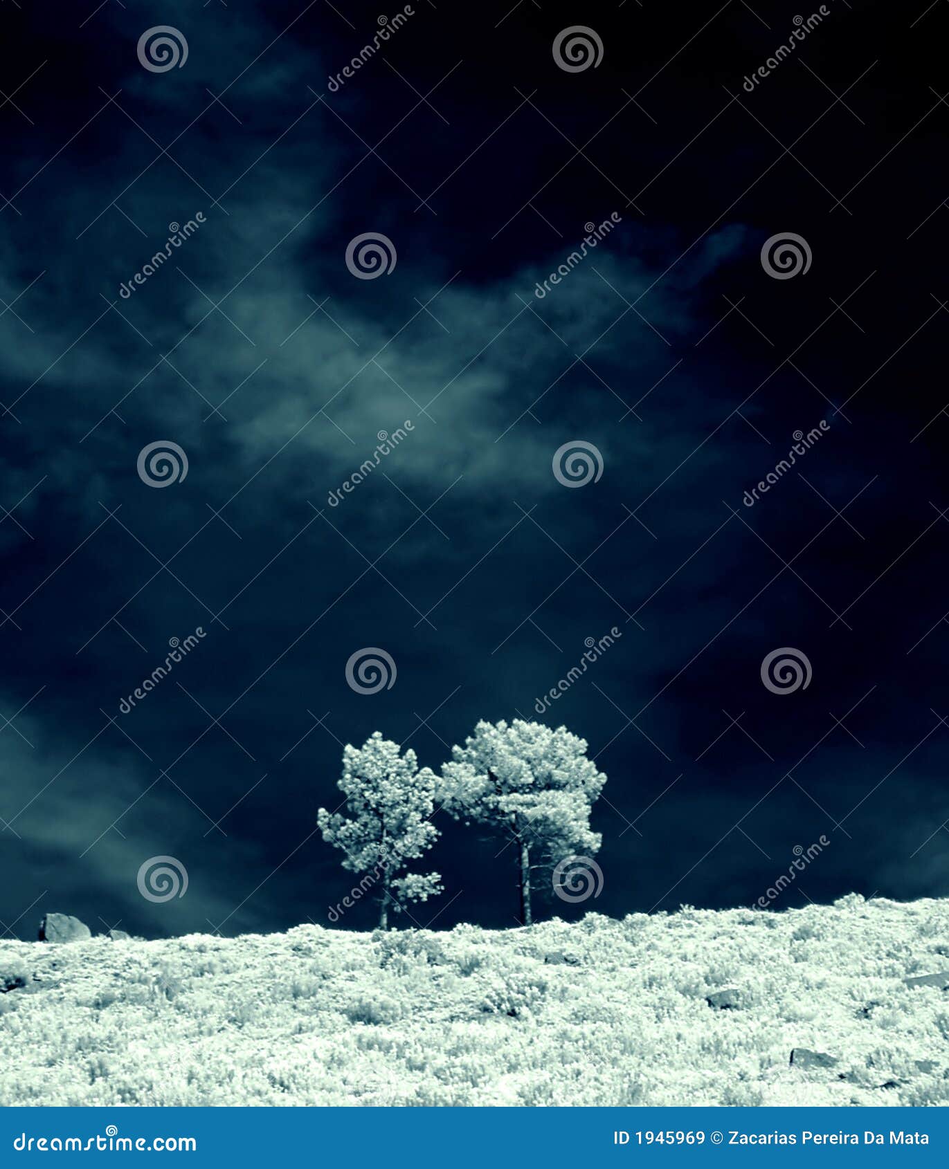 Infrared trees stock image. Image of infrared, nature - 1945969