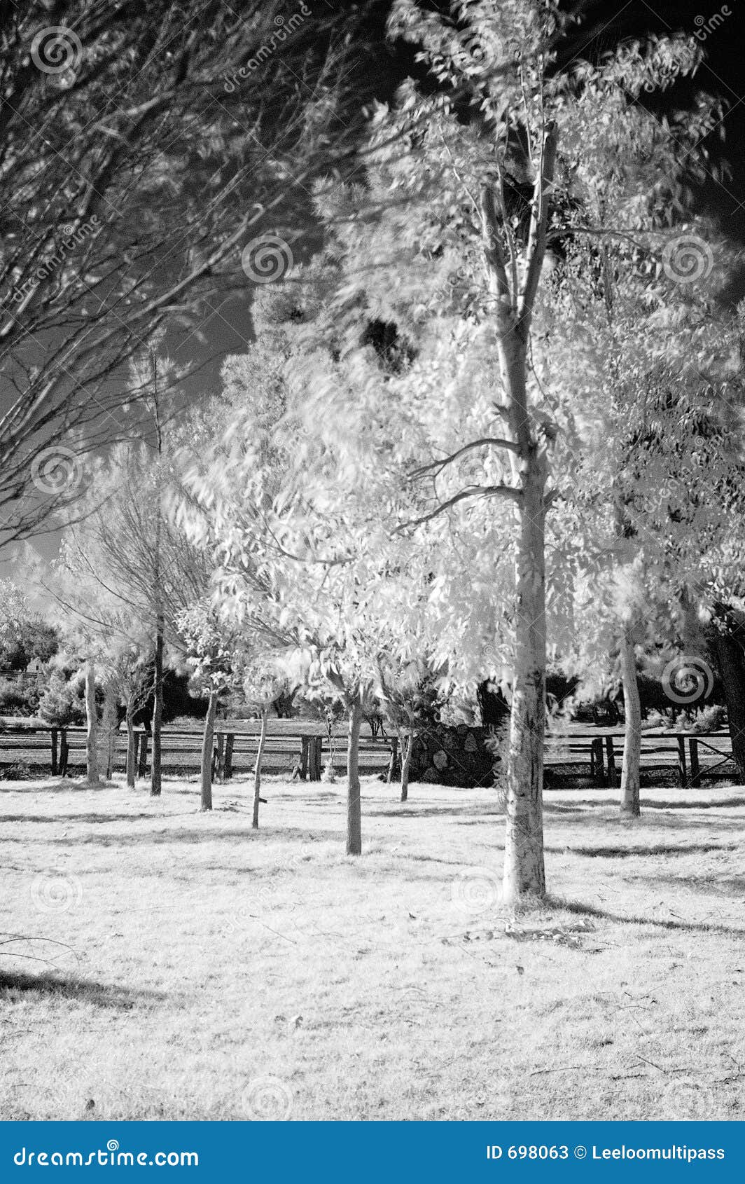 Infrared Trees 2 stock image. Image of light, nature, road - 698063