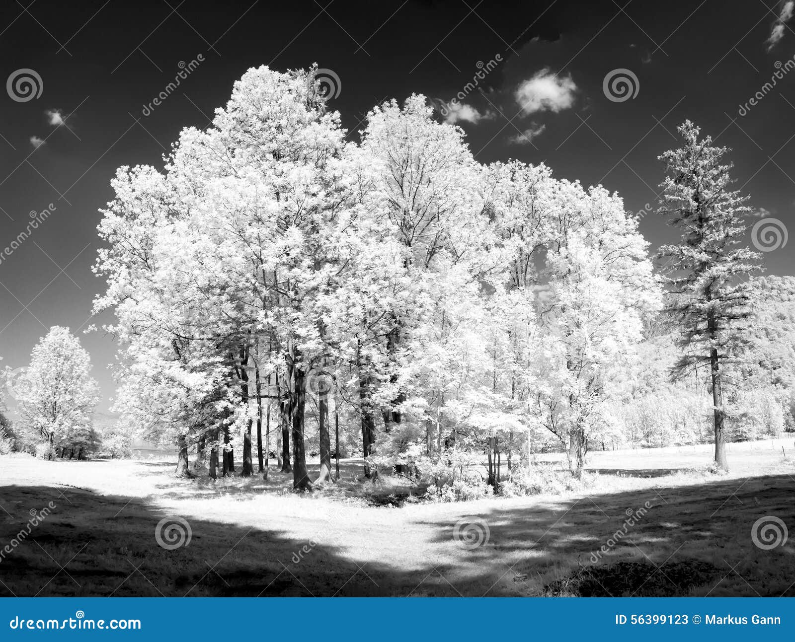 Infrared trees stock image. Image of peaceful, outdoor - 56399123