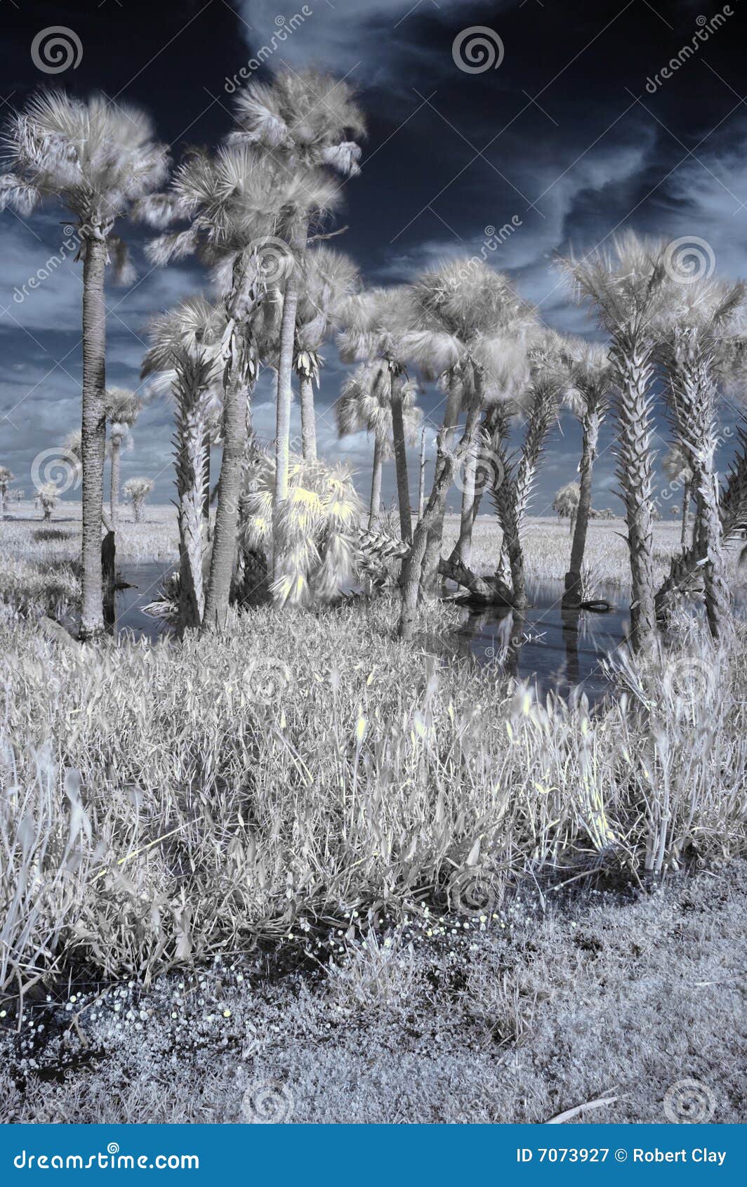 Infrared wetland landscape stock image. Image of palm - 7073927