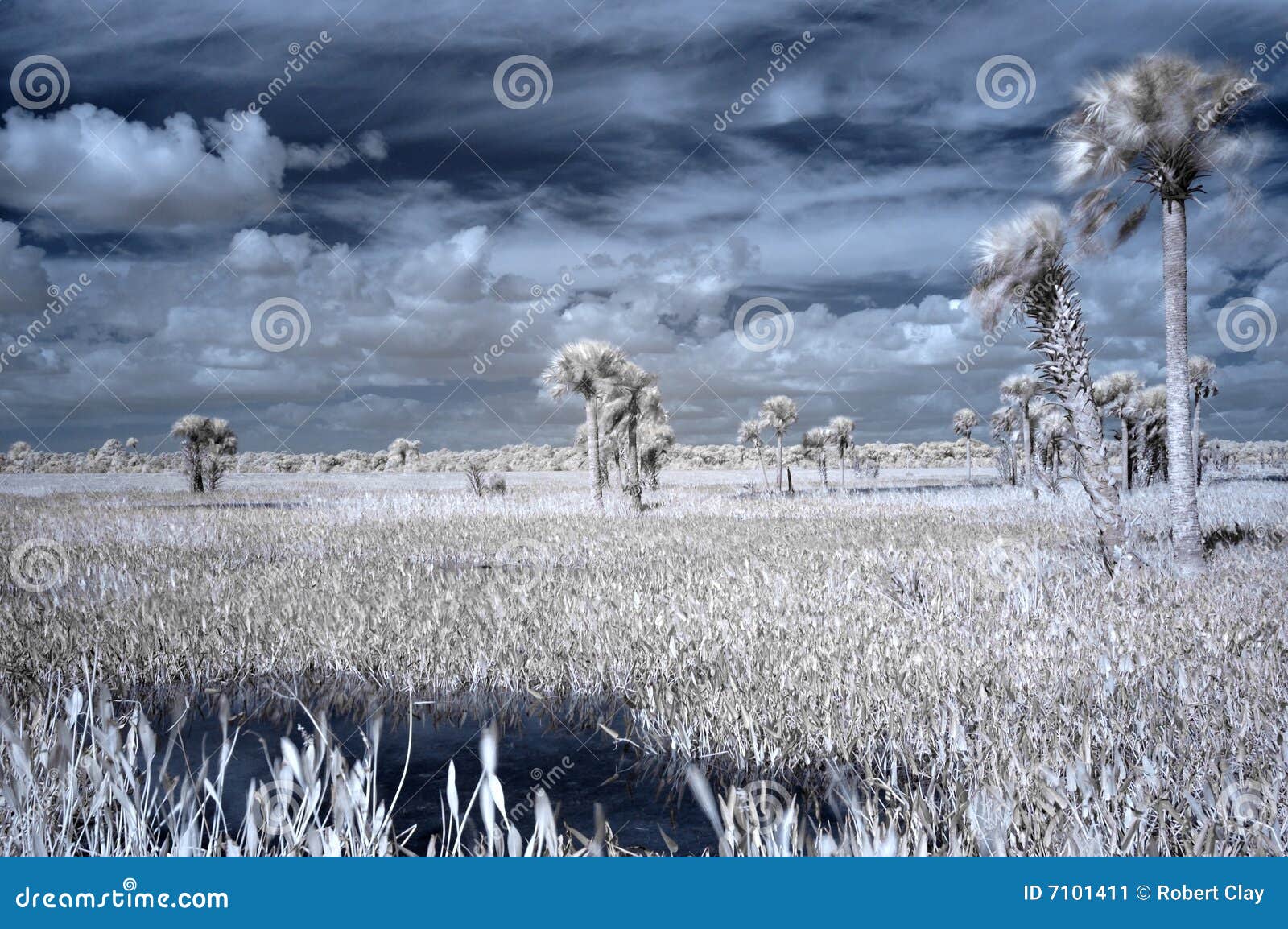 Infrared Wetlands stock image. Image of clouds, infrared - 7101411