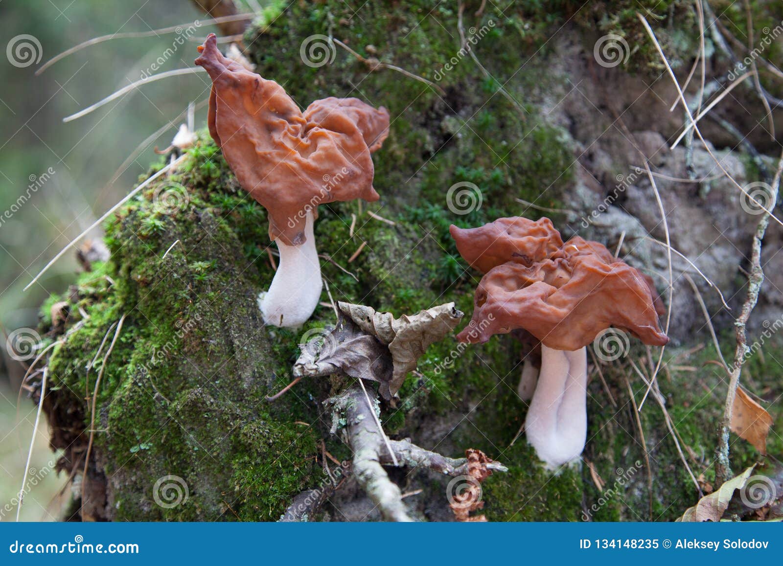 Infula de Gyromitra imagen de archivo. Imagen de hongo - 134148235