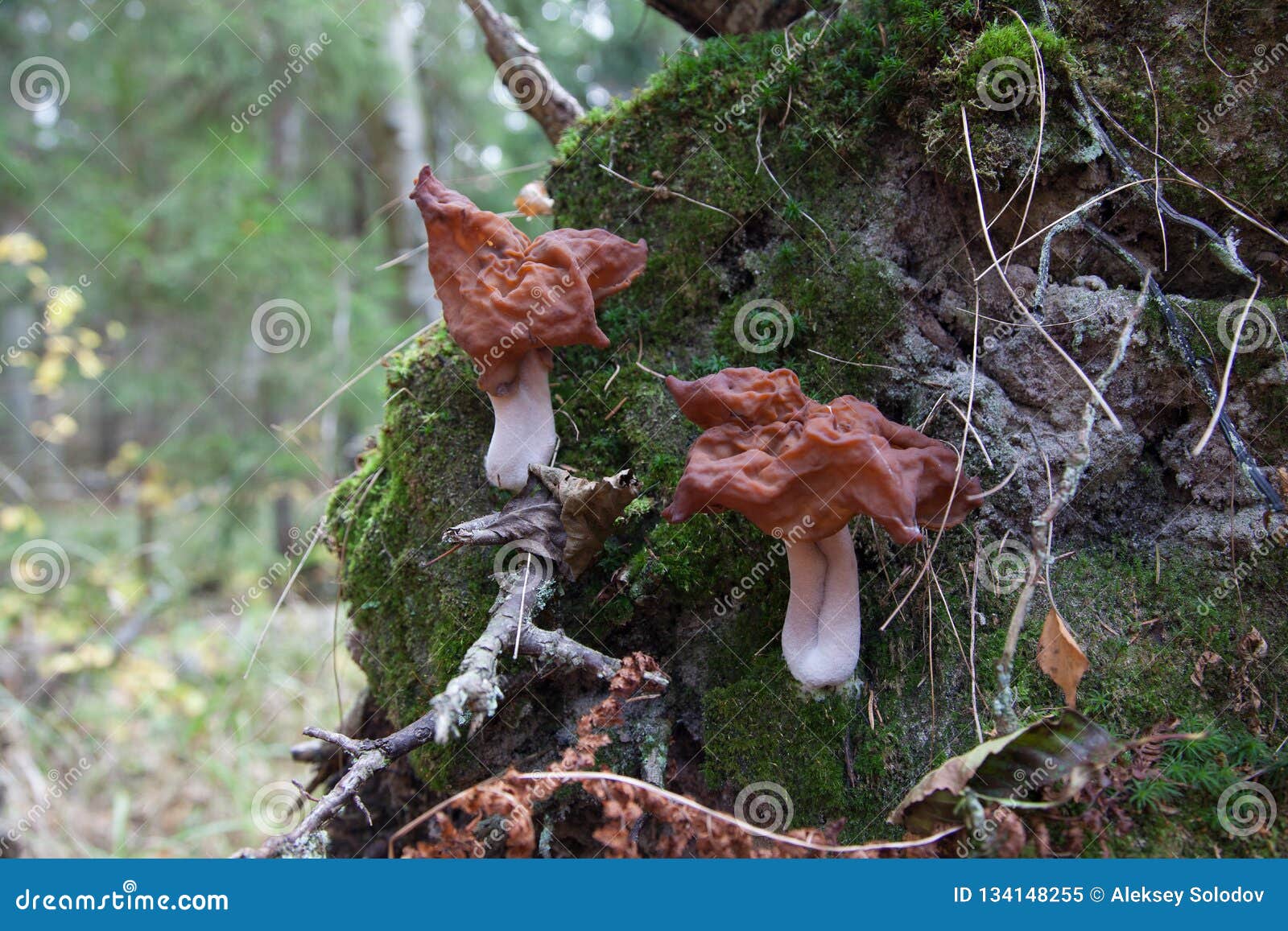 Infula de Gyromitra imagen de archivo. Imagen de morilla - 134148255