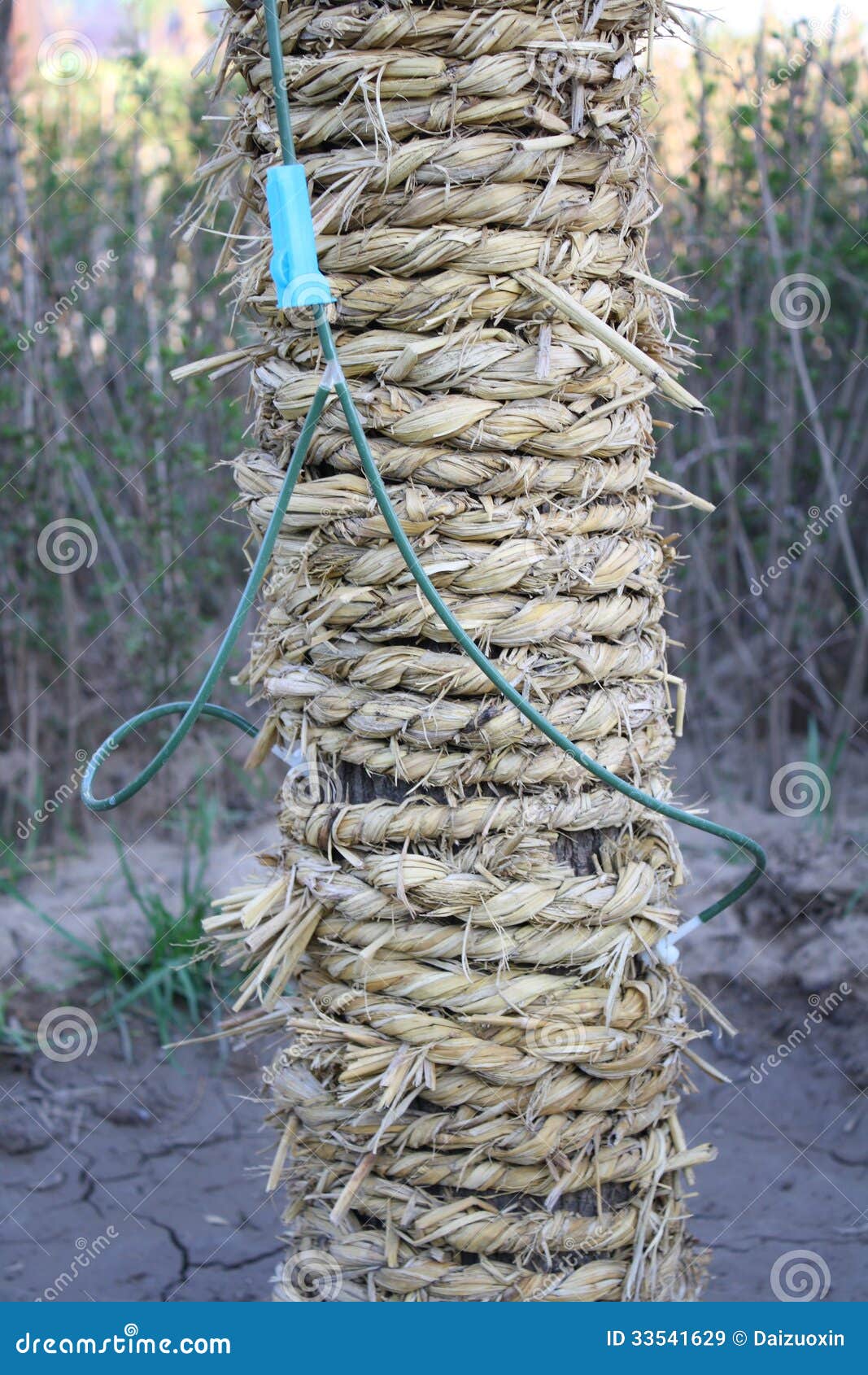 Infusion tree stock image. Image of china, tree, synthetic - 33541629