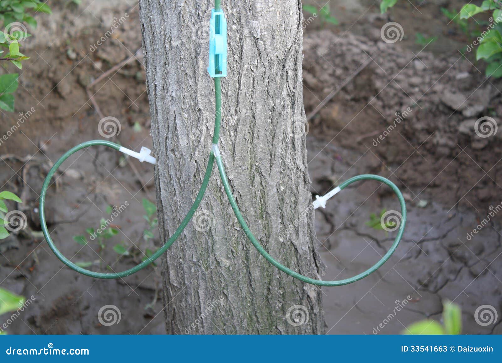Infusion tree stock image. Image of supply, natural, green - 33541663