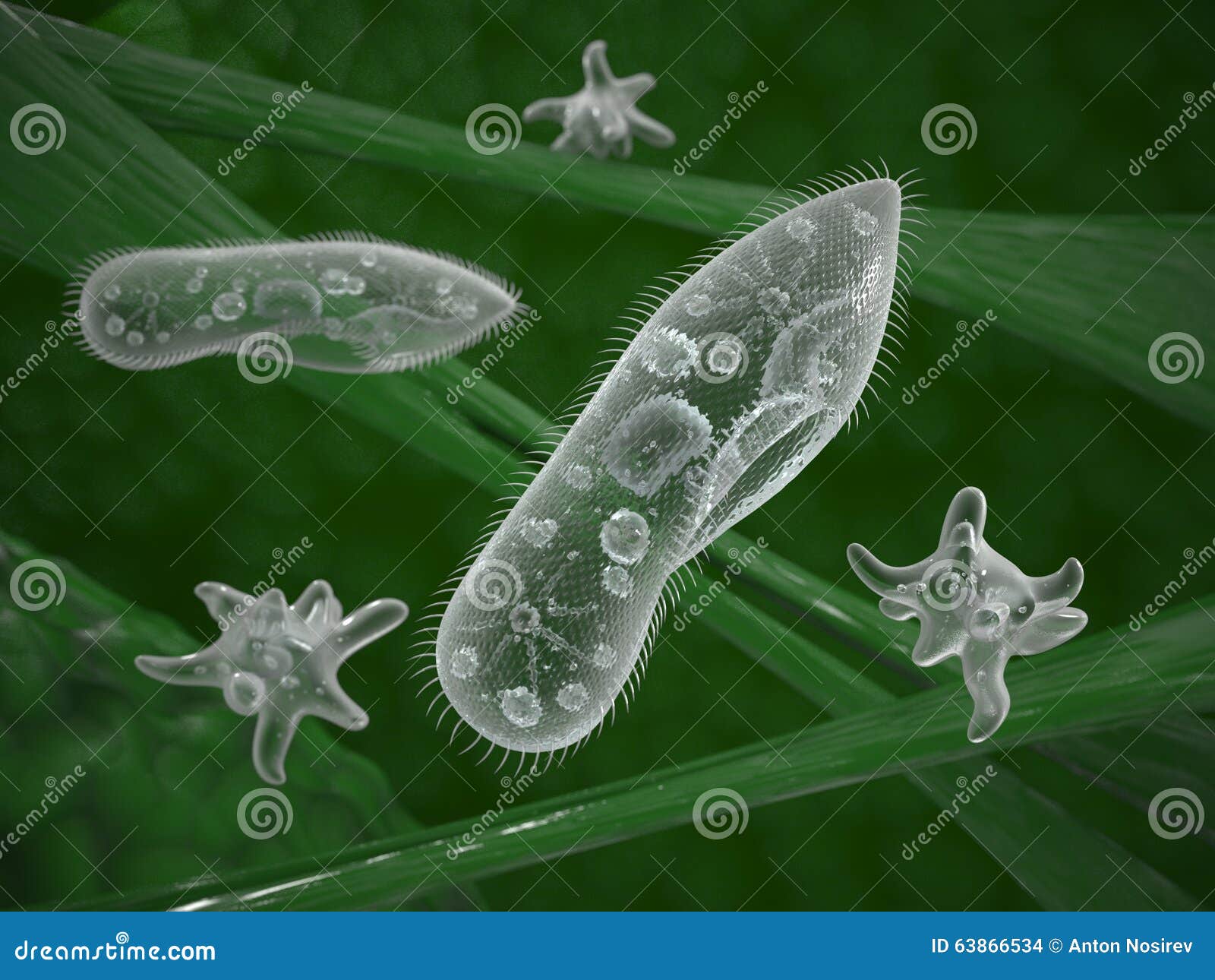 Infusoria Paramecium Protozoa Stock Illustration - Illustration of ...