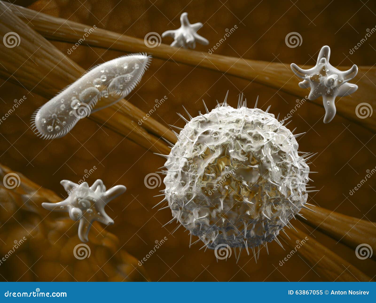 Infusoria Paramecium Protozoa Stock Illustration - Illustration of ...