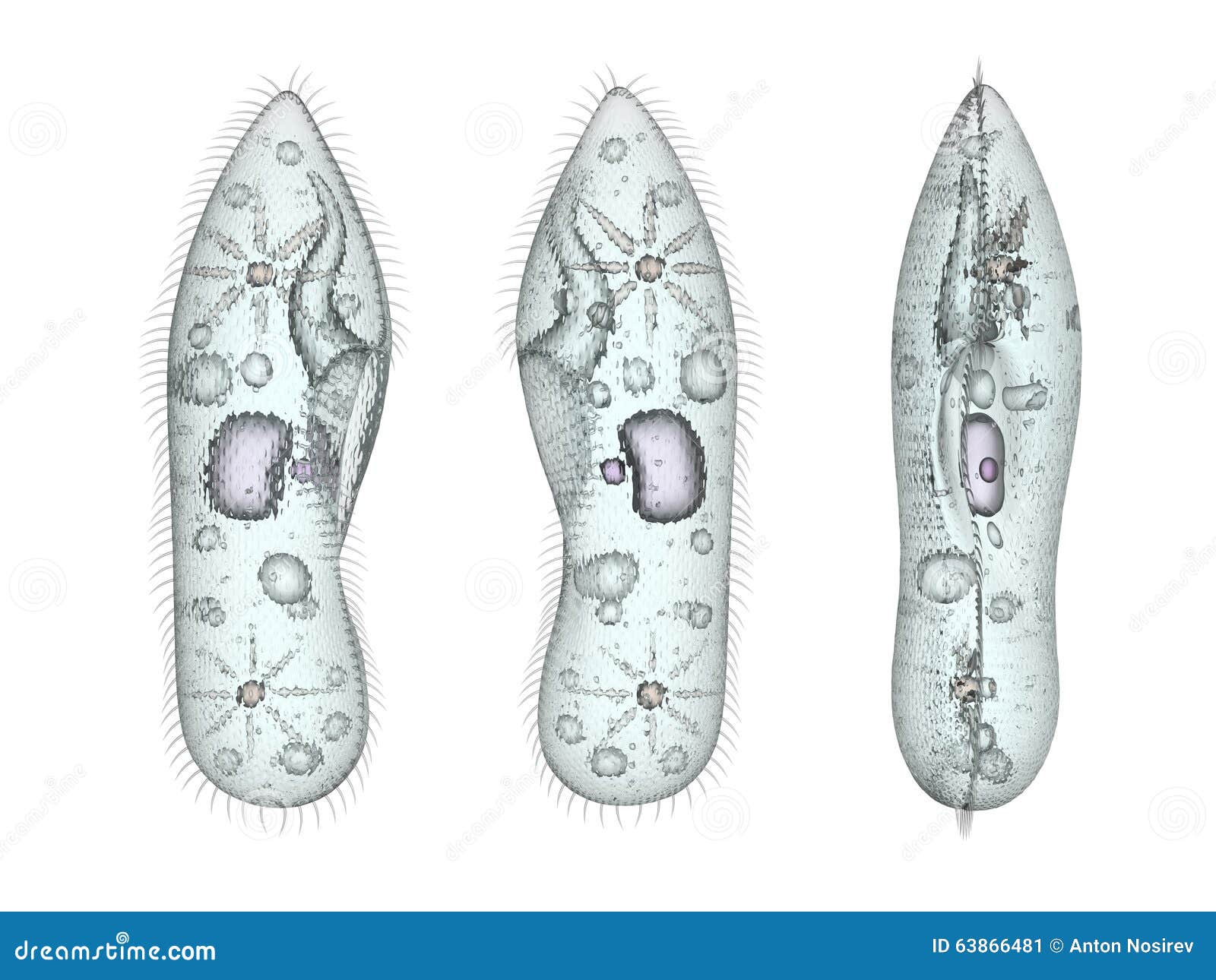 Infusoria Isolated On White. Vector Illustration Paramecium ...
