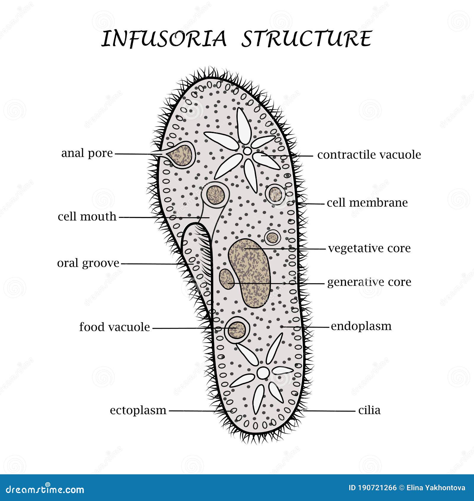 The Structure of Infusoria Ciliates, Vector Illustration, Layout for ...