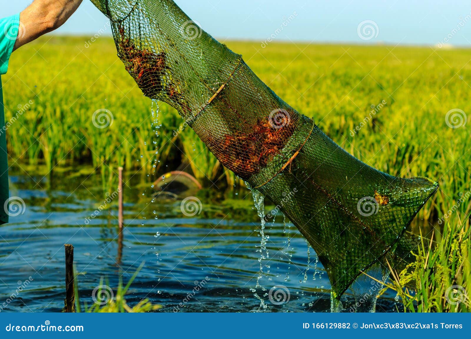 Traps for Crayfish Filled with Crayfish Stock Photo - Image of factory ...