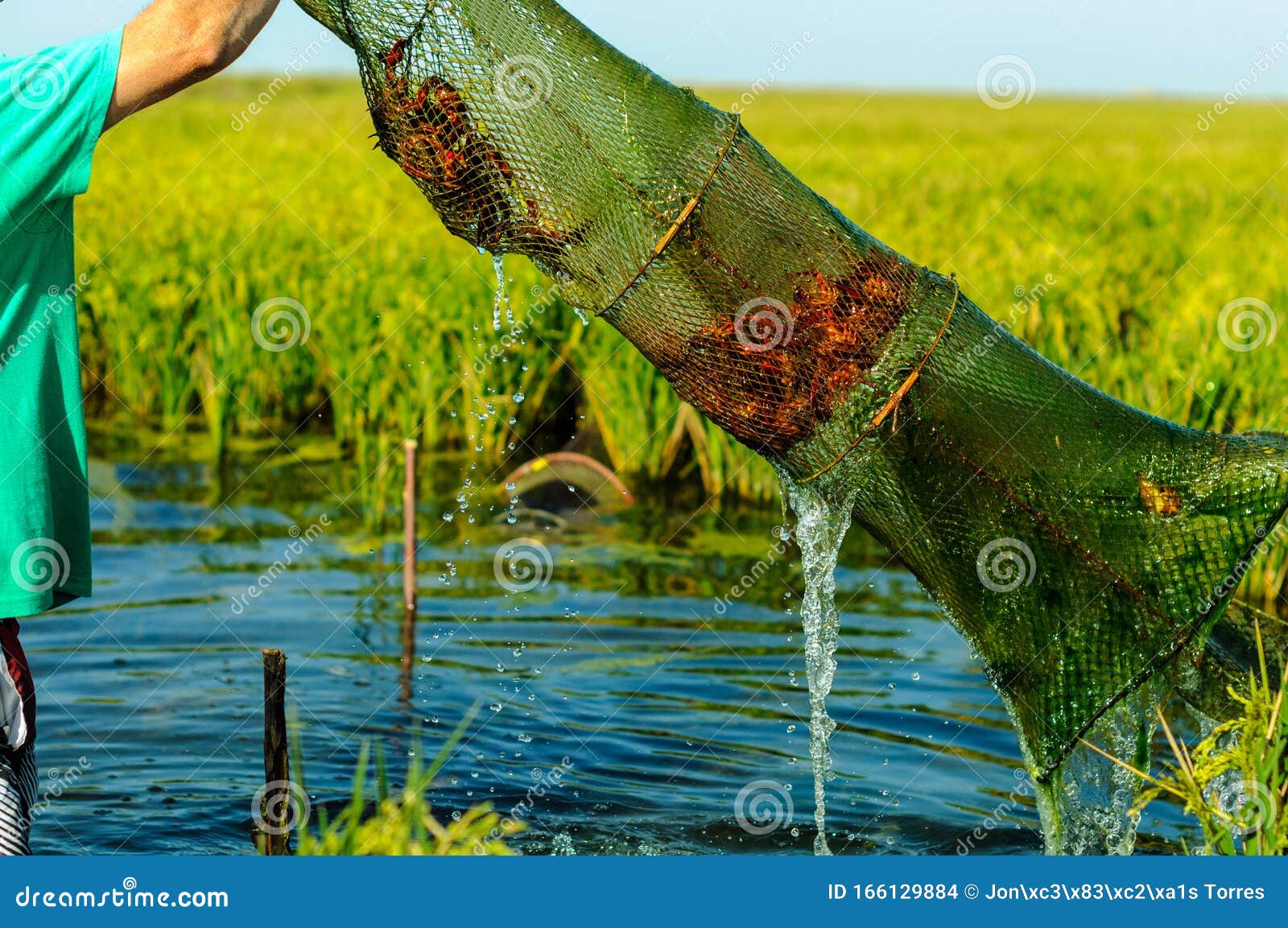 Traps for Crayfish Filled with Crayfish Stock Photo - Image of orchard ...