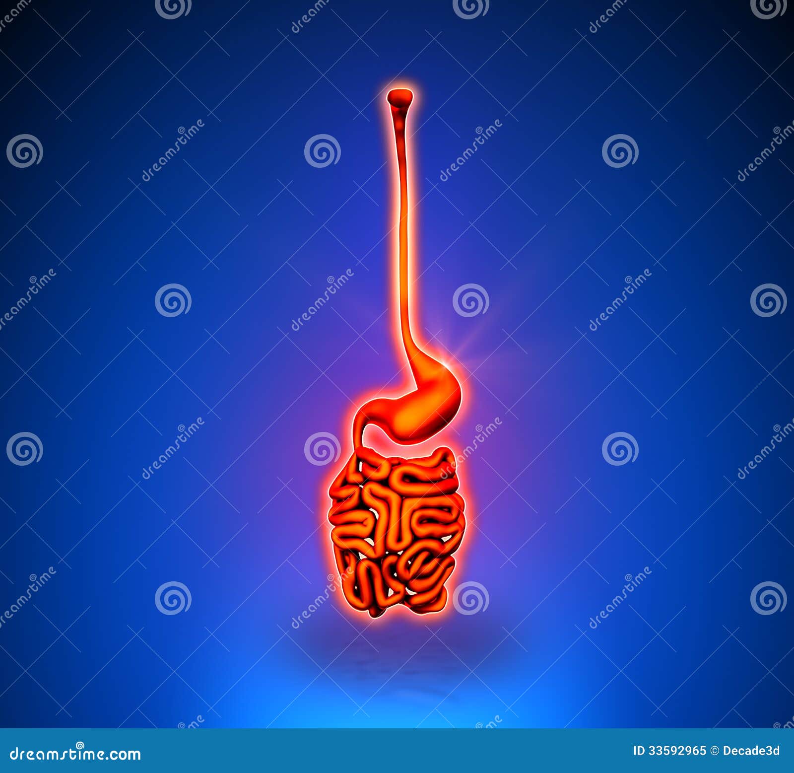 Ingewanden - Interne Organen Stock Illustratie - Illustration of ...