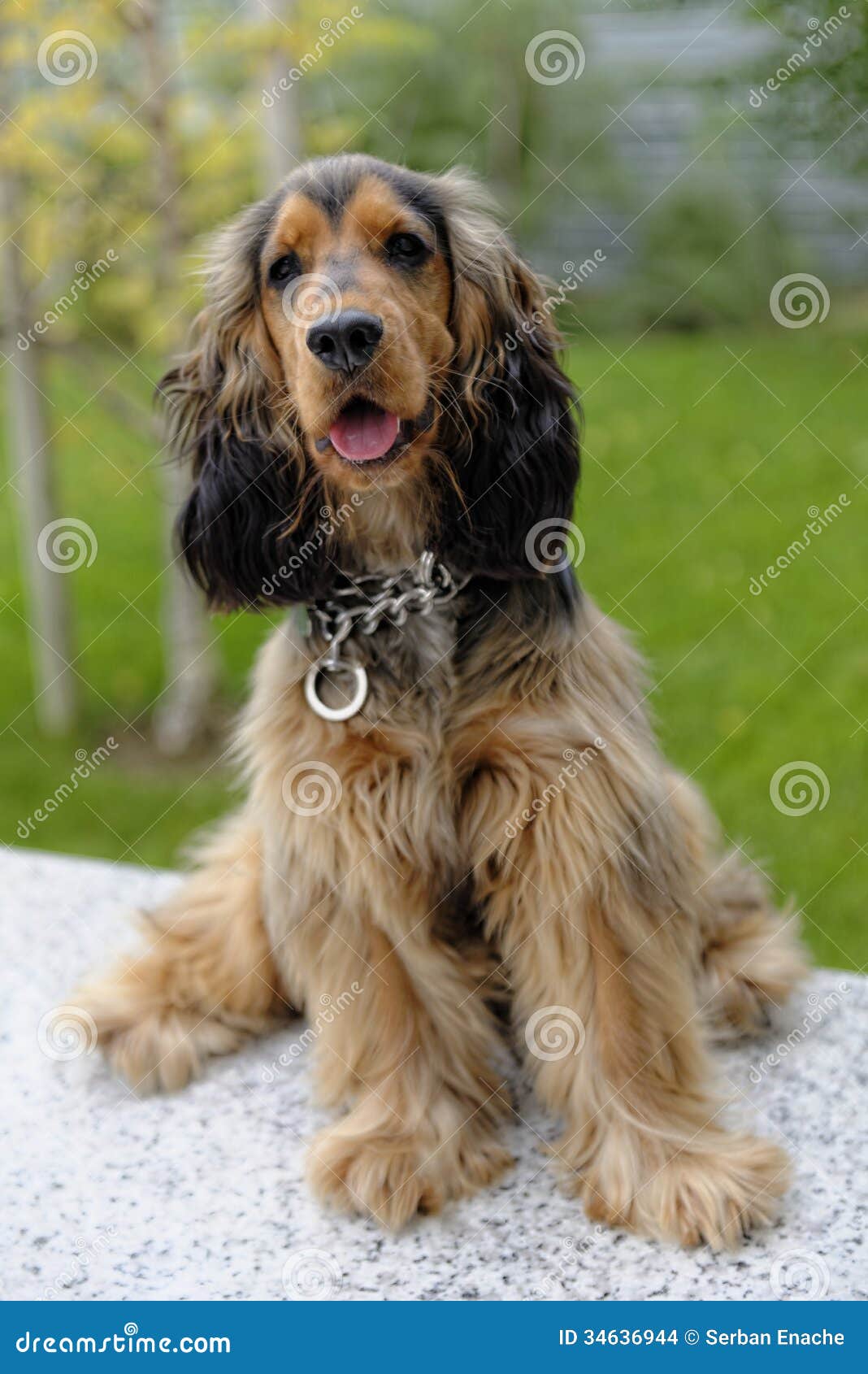 Inglês cocker spaniel foto de stock. Imagem de areia - 34636944