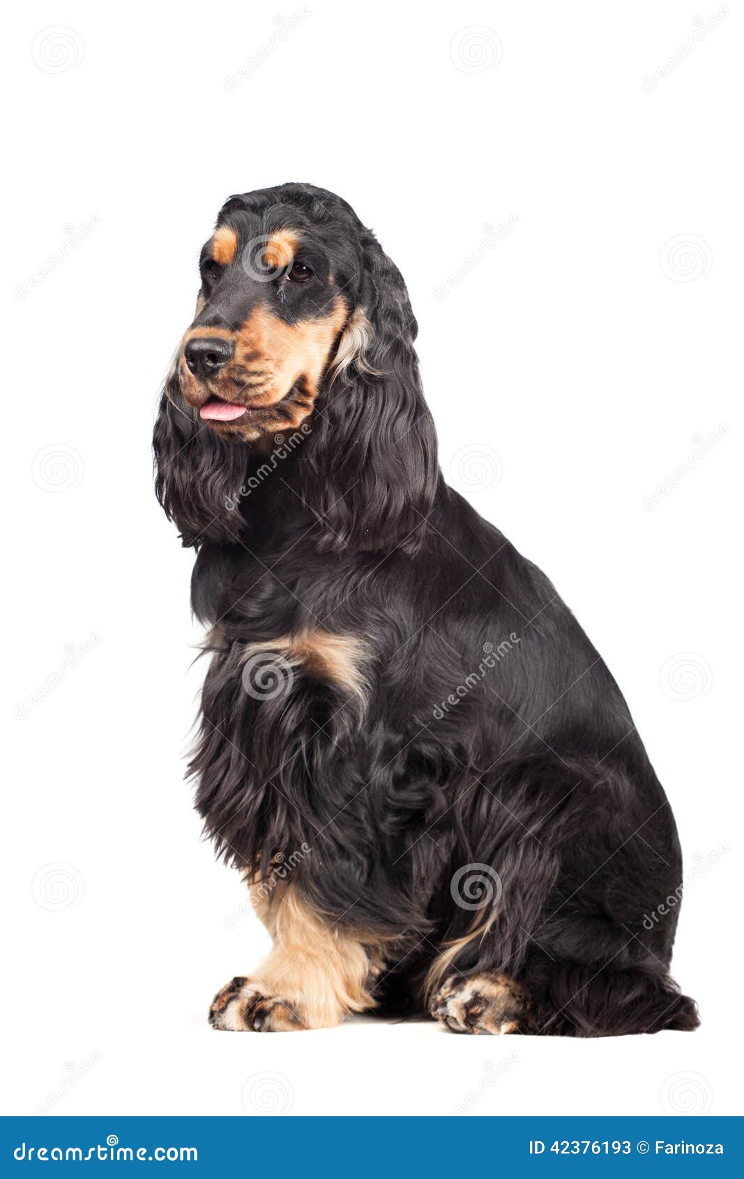 Inglês Cocker Spaniel Do Puro-sangue No Branco Imagem de Stock - Imagem ...