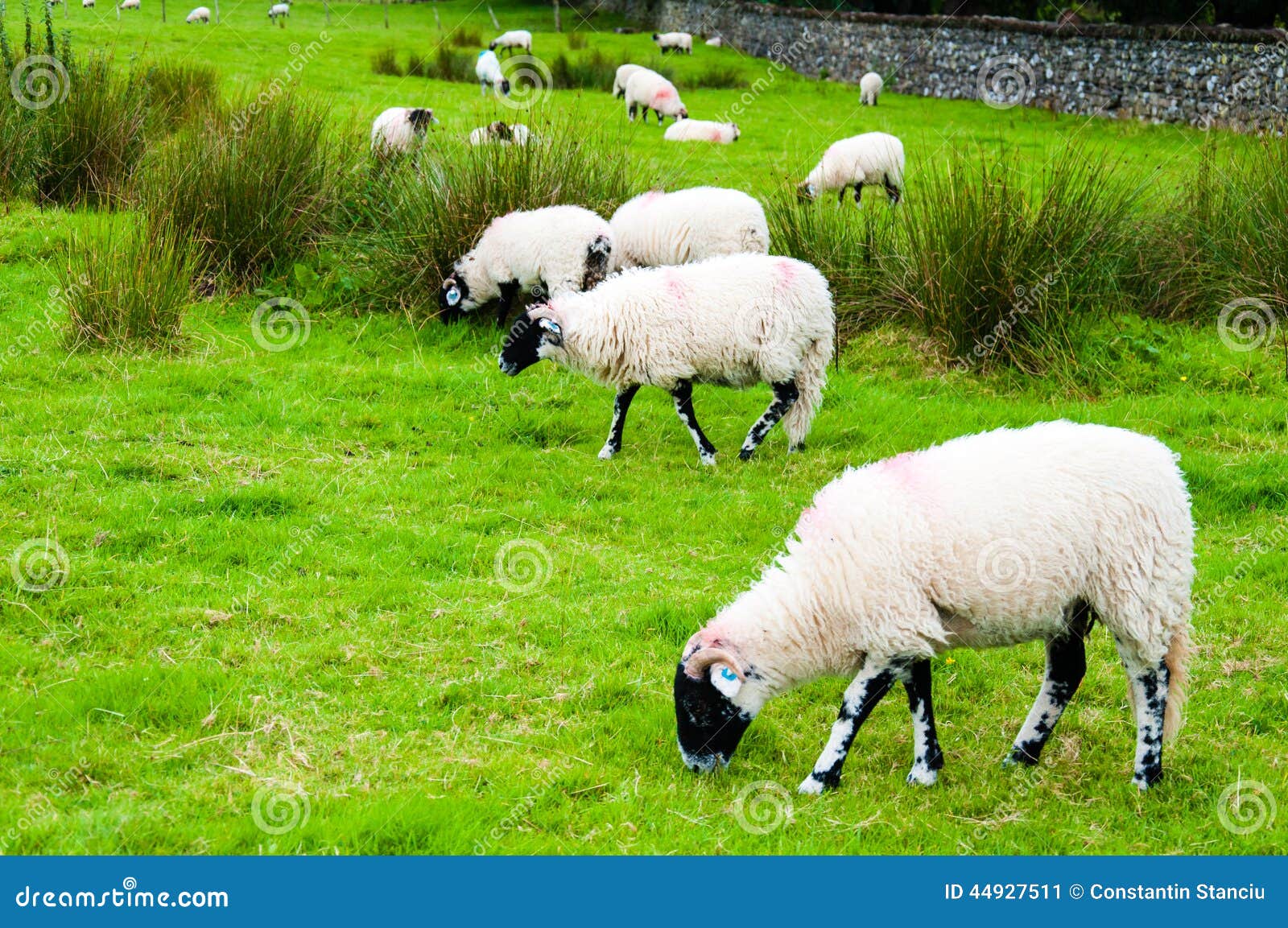 Inglese Che Pasce Le Pecore in Campagna Immagine Stock - Immagine di ...