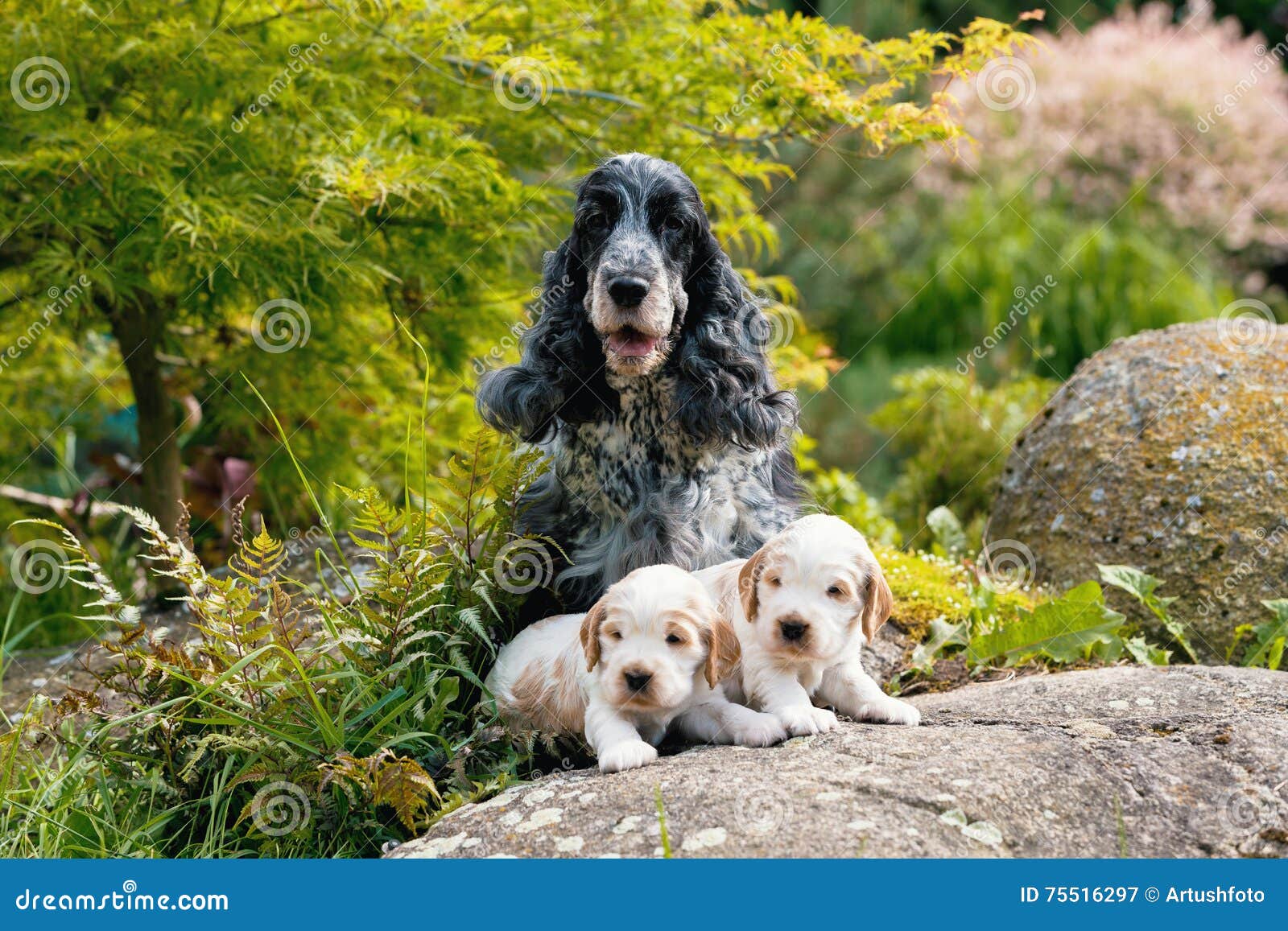 Inglese Di Razza Cocker Spaniel Con Il Cucciolo Immagine Stock ...
