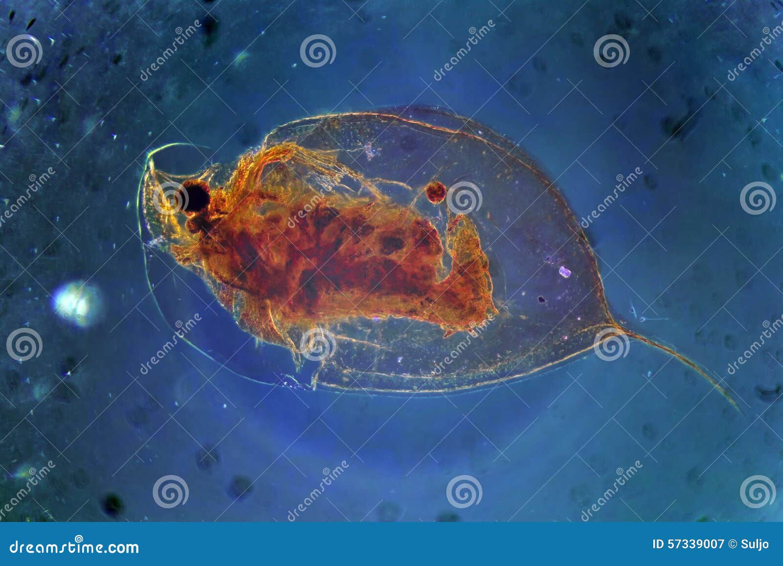 Ingrandimento Di Cladocera Della Dafnia Immagine Stock - Immagine di ...