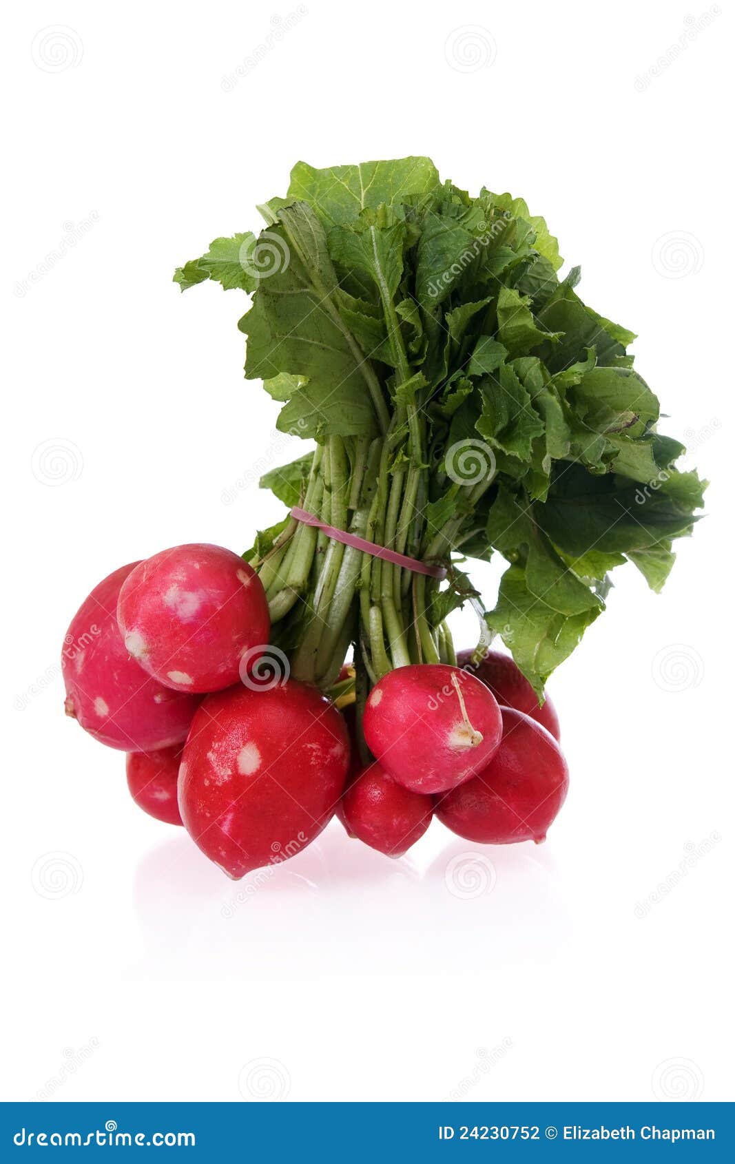 Ingredients: radishes stock photo. Image of vegetable - 24230752