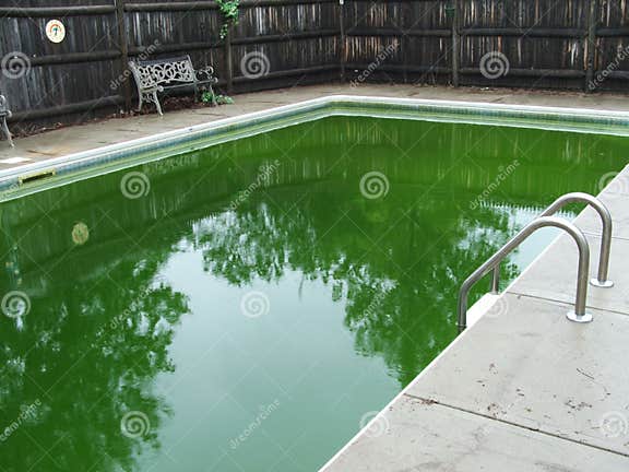 Inground Pool Green Algae Water Stock Image - Image of dirty, suburb ...